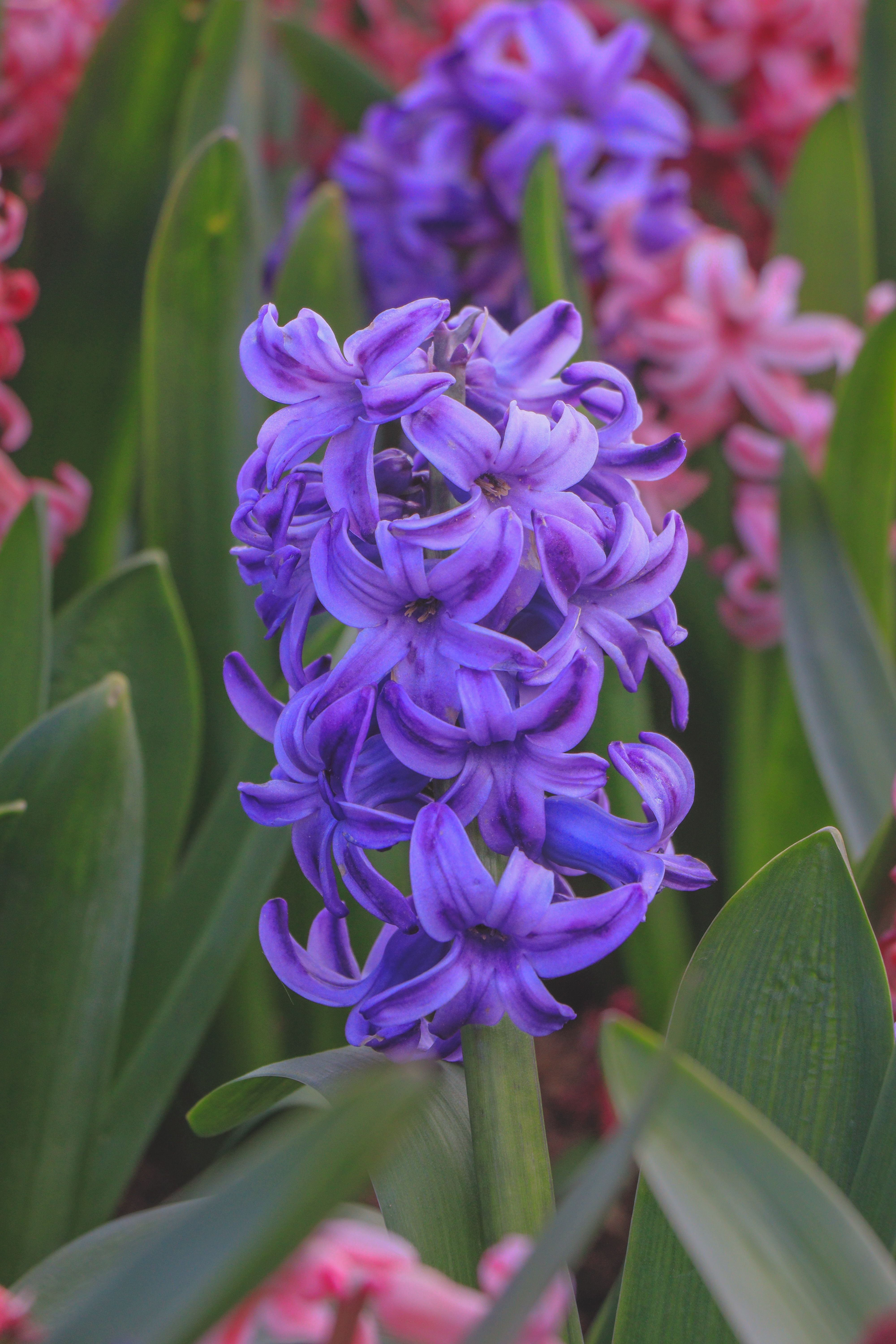 Vibrant Purple Hyacinth Flower in Bloom · Free Stock Photo