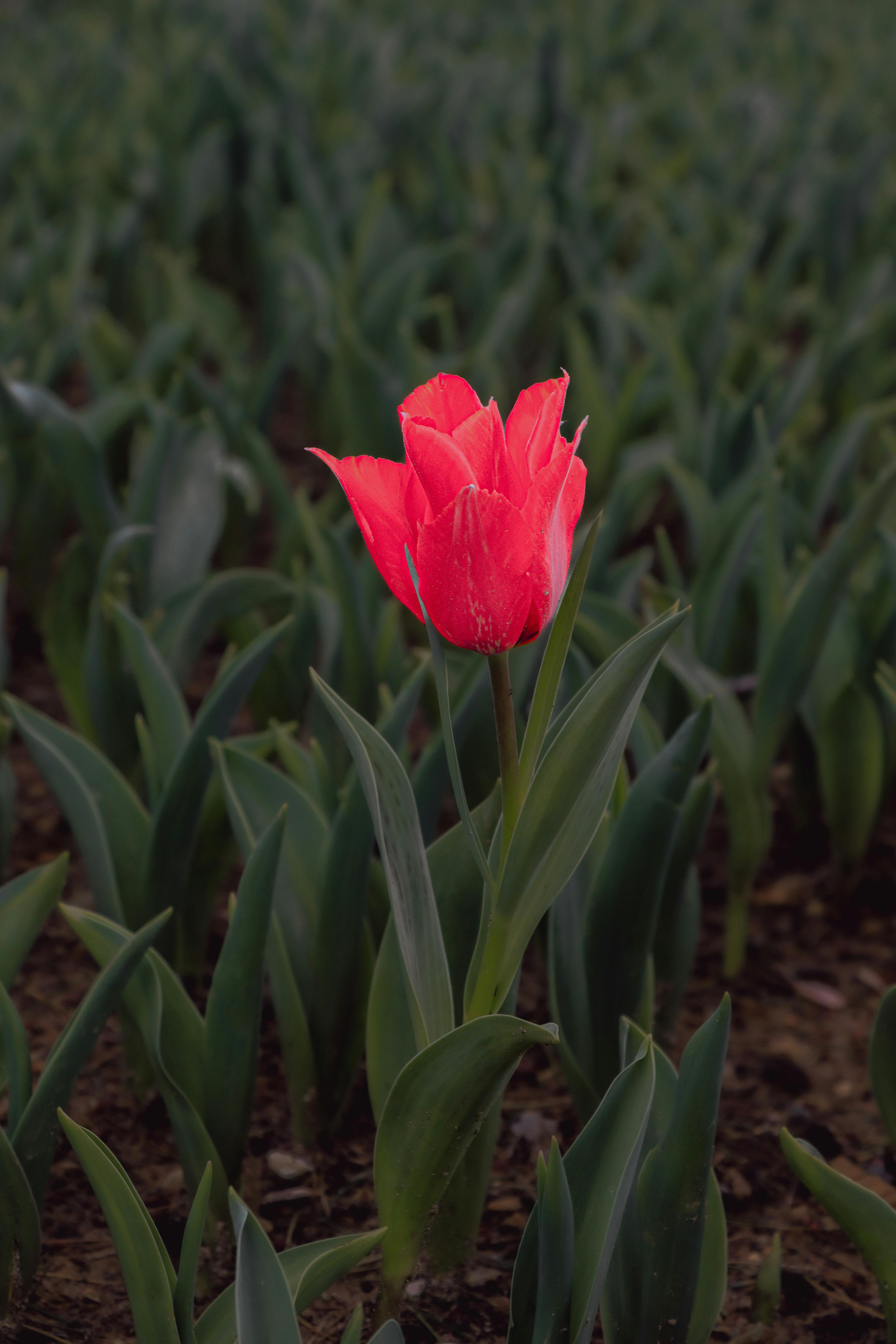 Iso Photos, Download The BEST Free Iso Stock Photos & HD Images