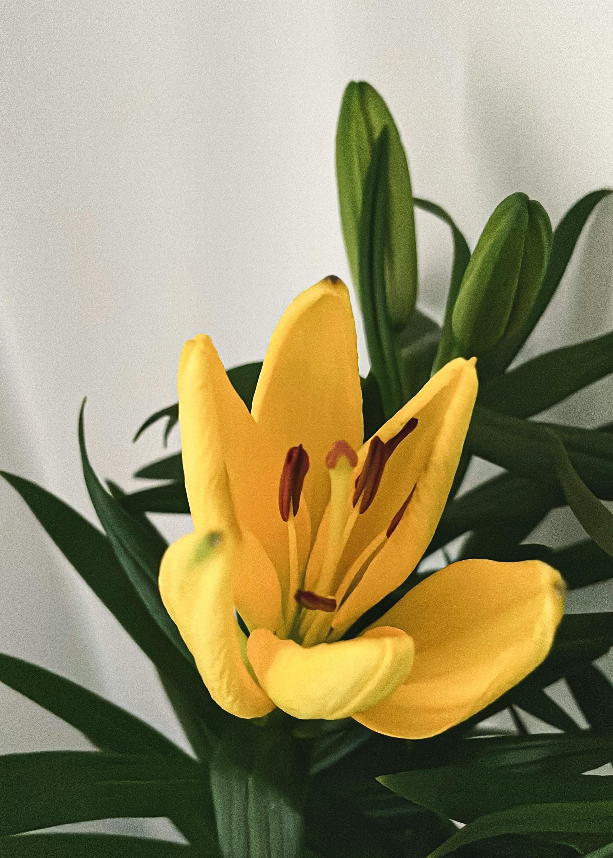 Spider Lily Photos, Download The BEST Free Spider Lily Stock Photos ...