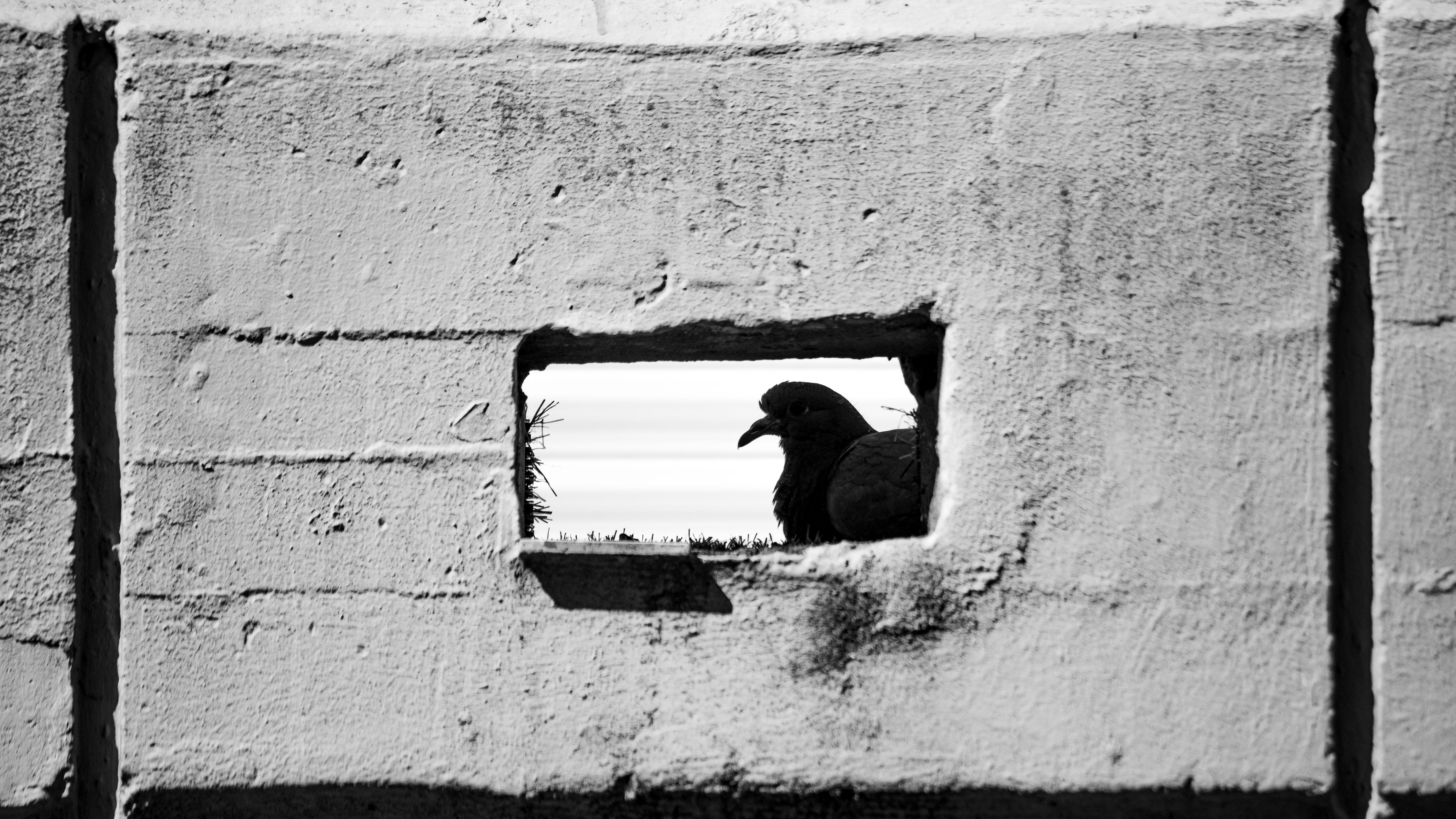Line Silhouette Photos, Download The BEST Free Line Silhouette Stock ...