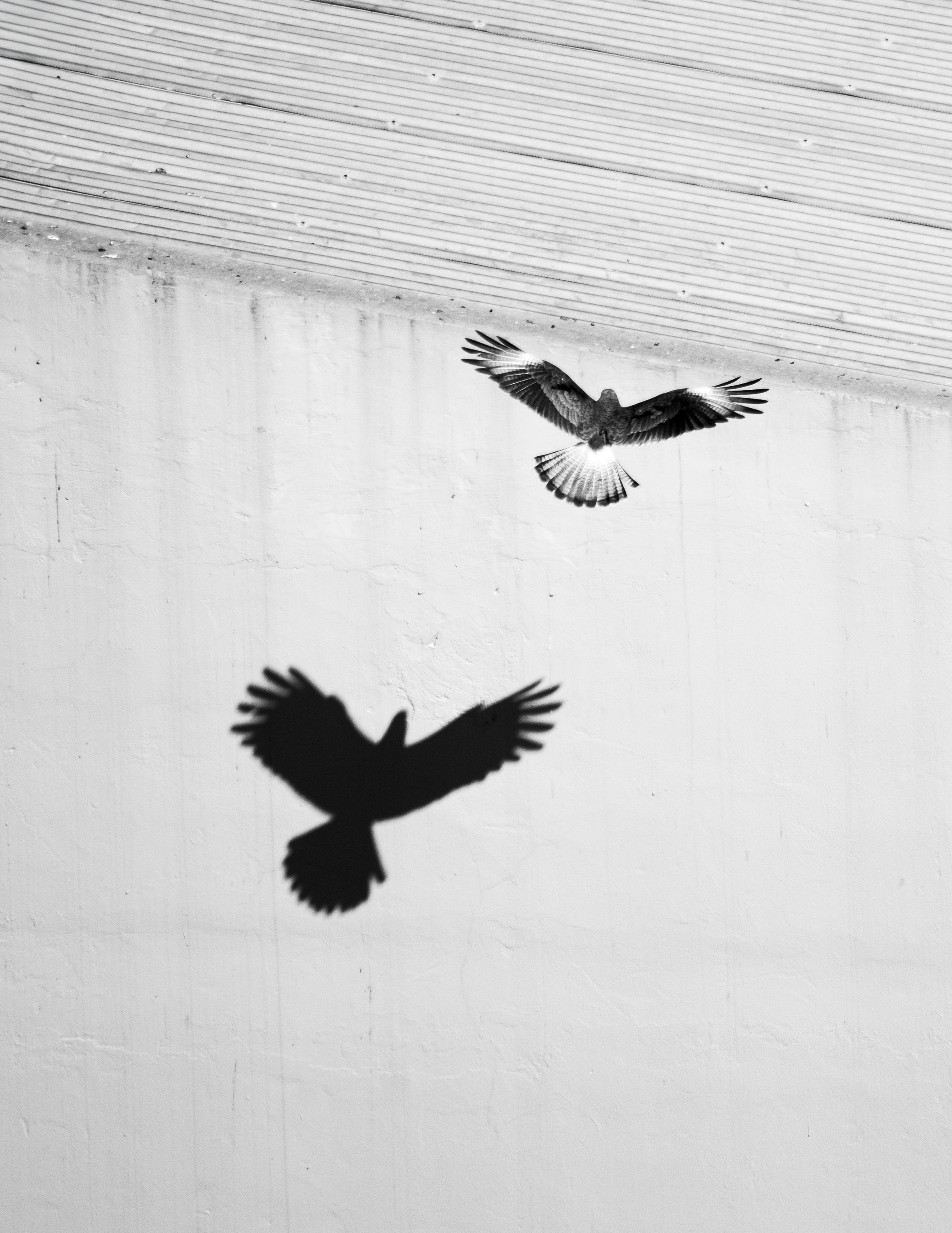 Black and White Bird in Flight with Shadow · Free Stock Photo