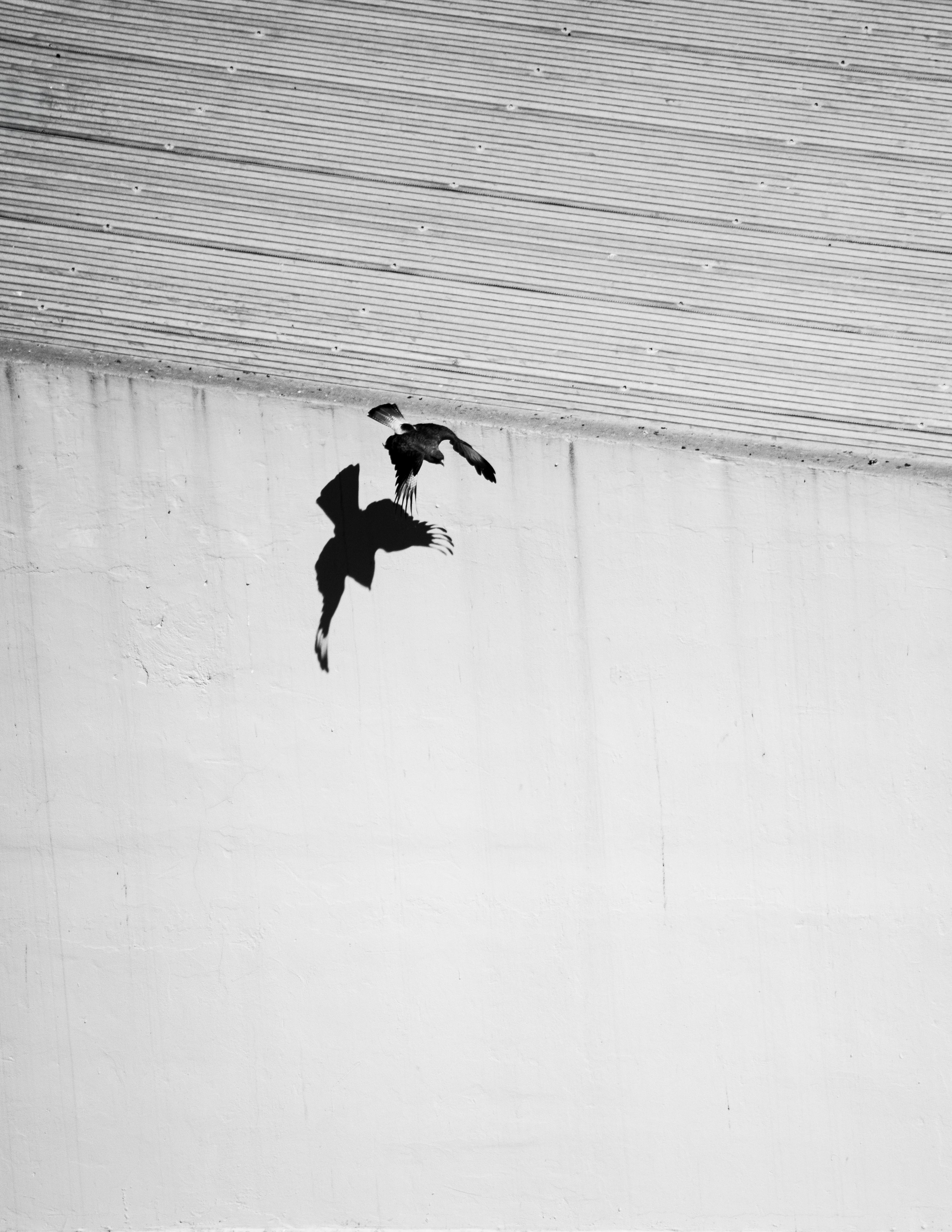 Black and White Urban Bird Shadow Art · Free Stock Photo