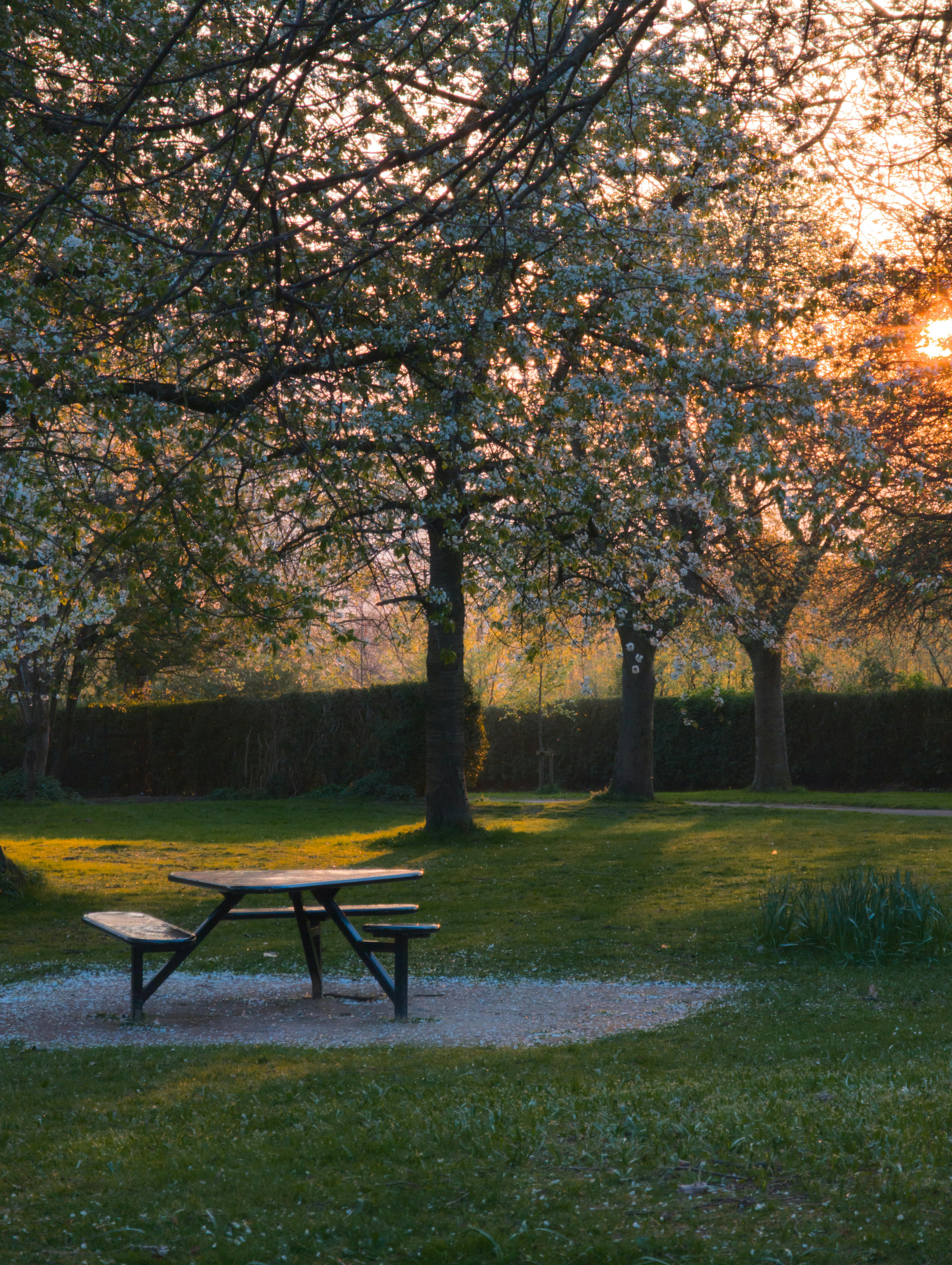 Peaceful Spring Sunset in a Scenic Park · Free Stock Photo