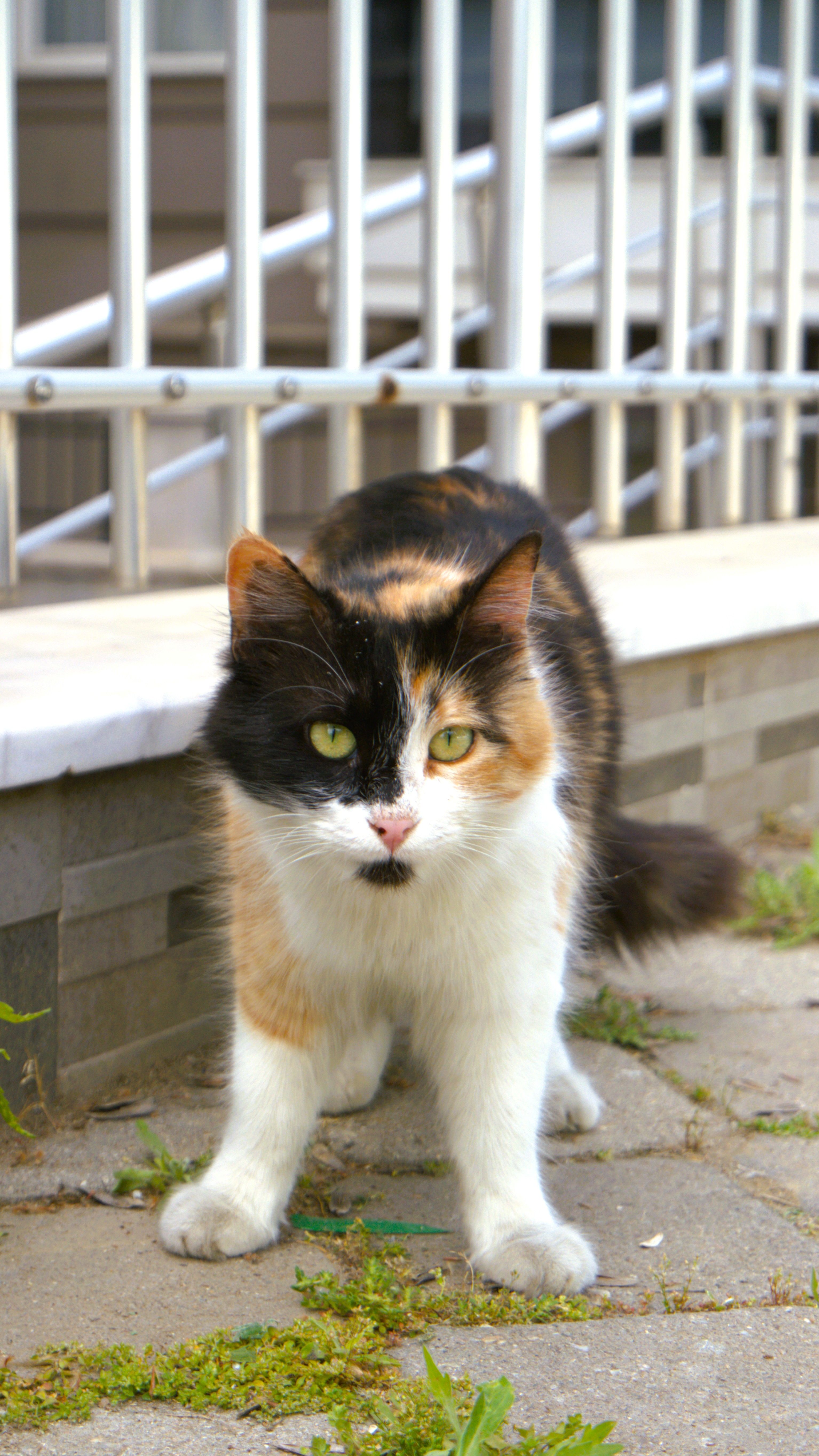 Calico Cat Strolling on Urban Street · Free Stock Photo