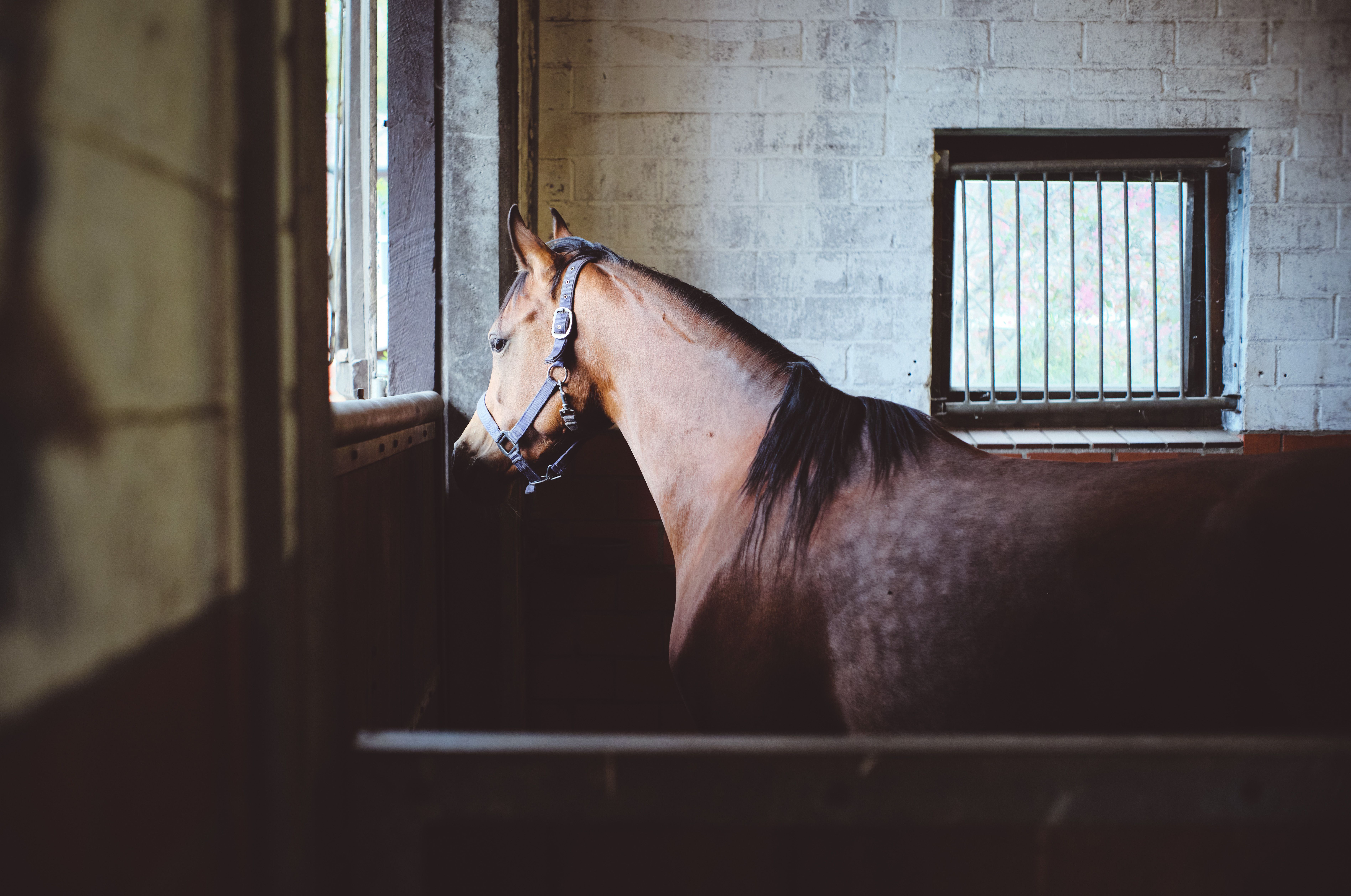 Hars Photos, Download The BEST Free Hars Stock Photos & HD Images
