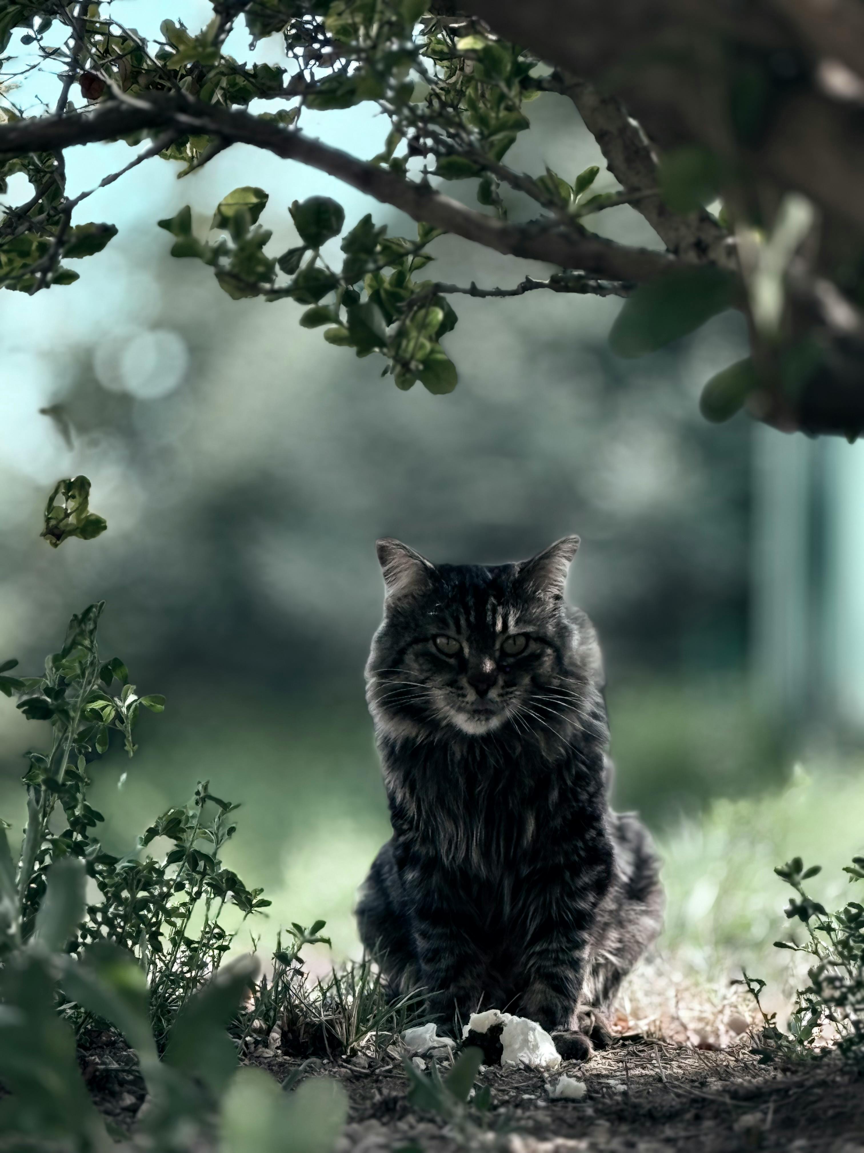 Serene Tabby Cat Resting Under Tree Branch · Free Stock Photo