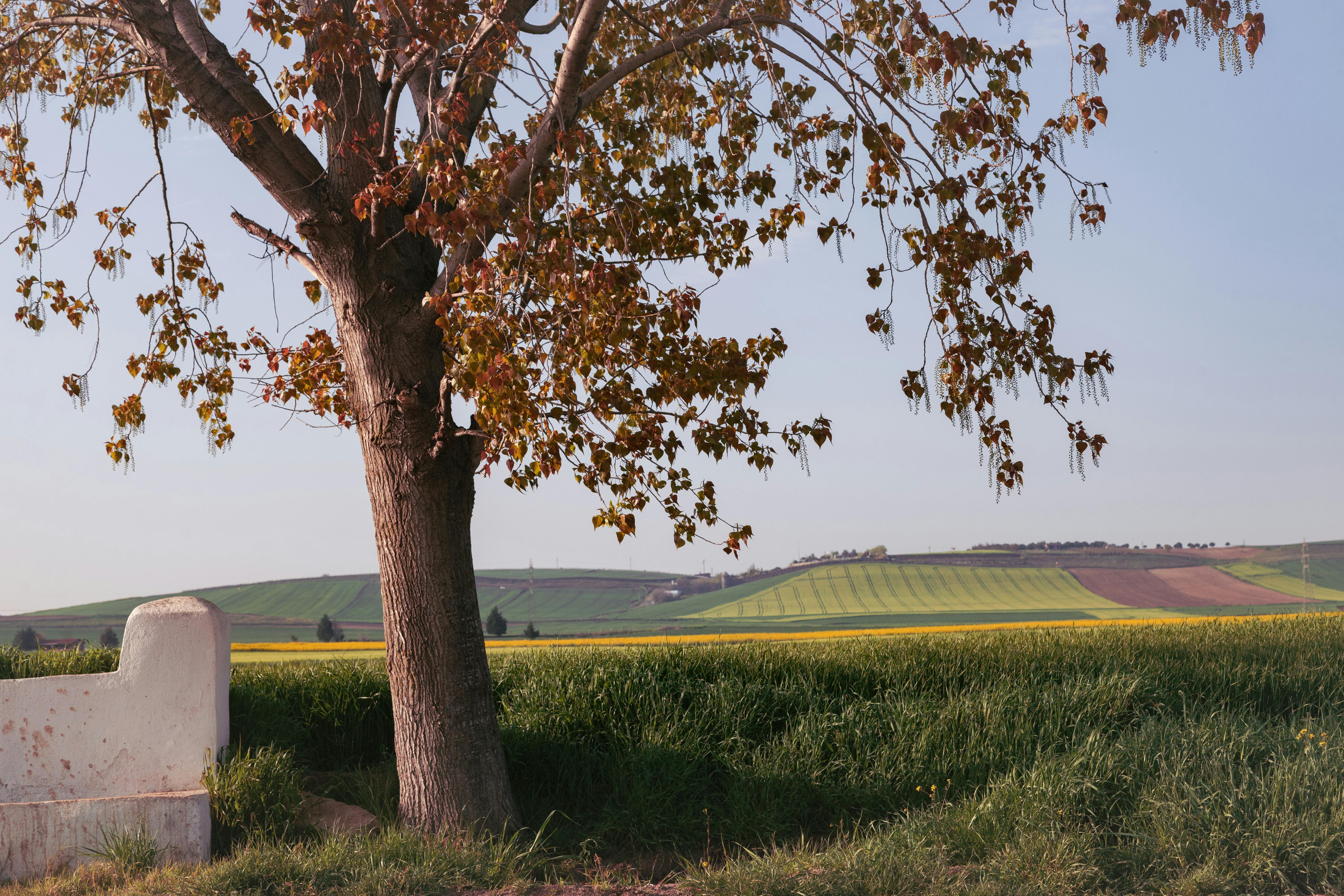 Serene Countryside Tree Amid Vast Green Fields · Free Stock Photo