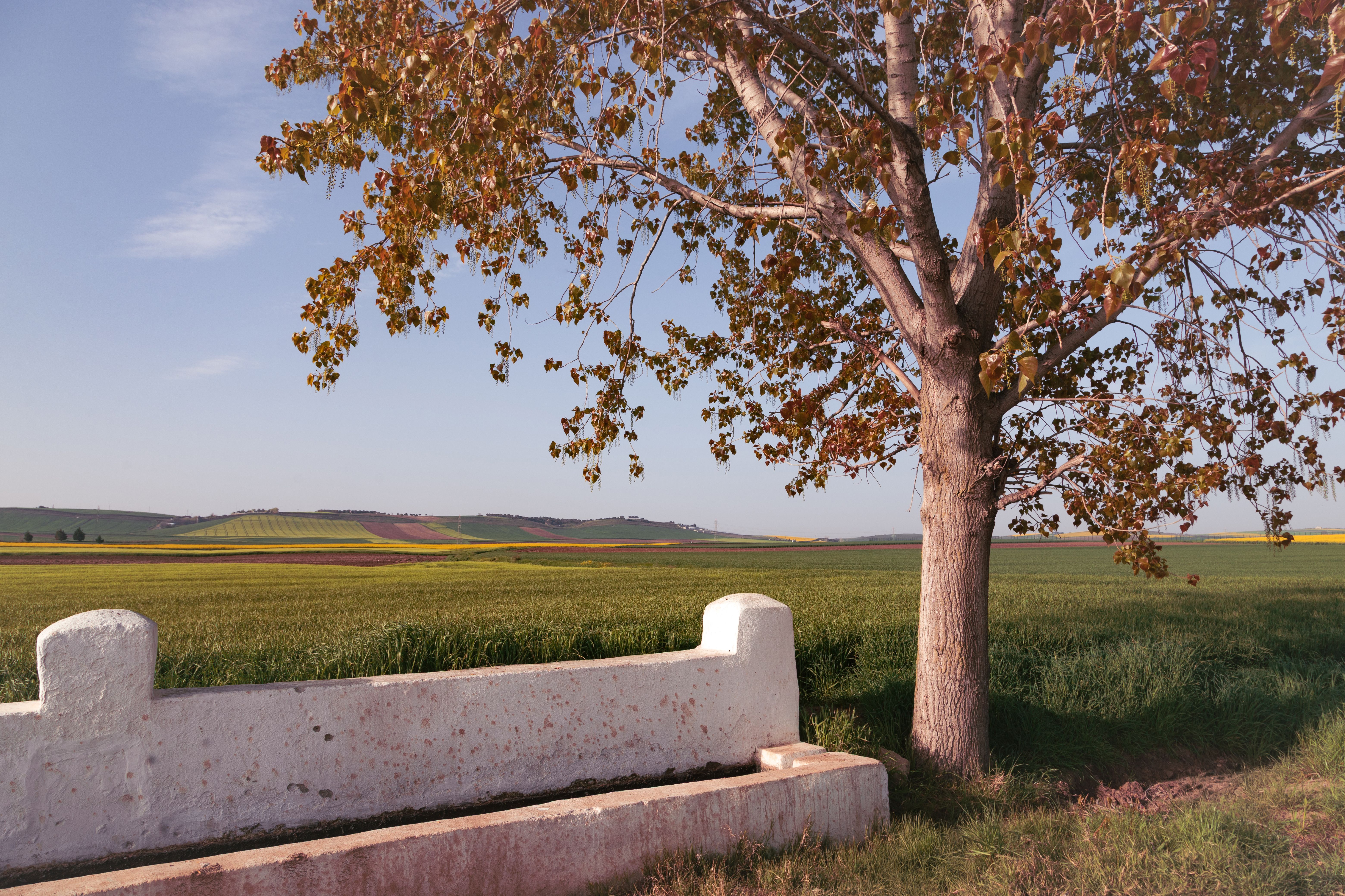 Serene Countryside with Tree and Fields · Free Stock Photo