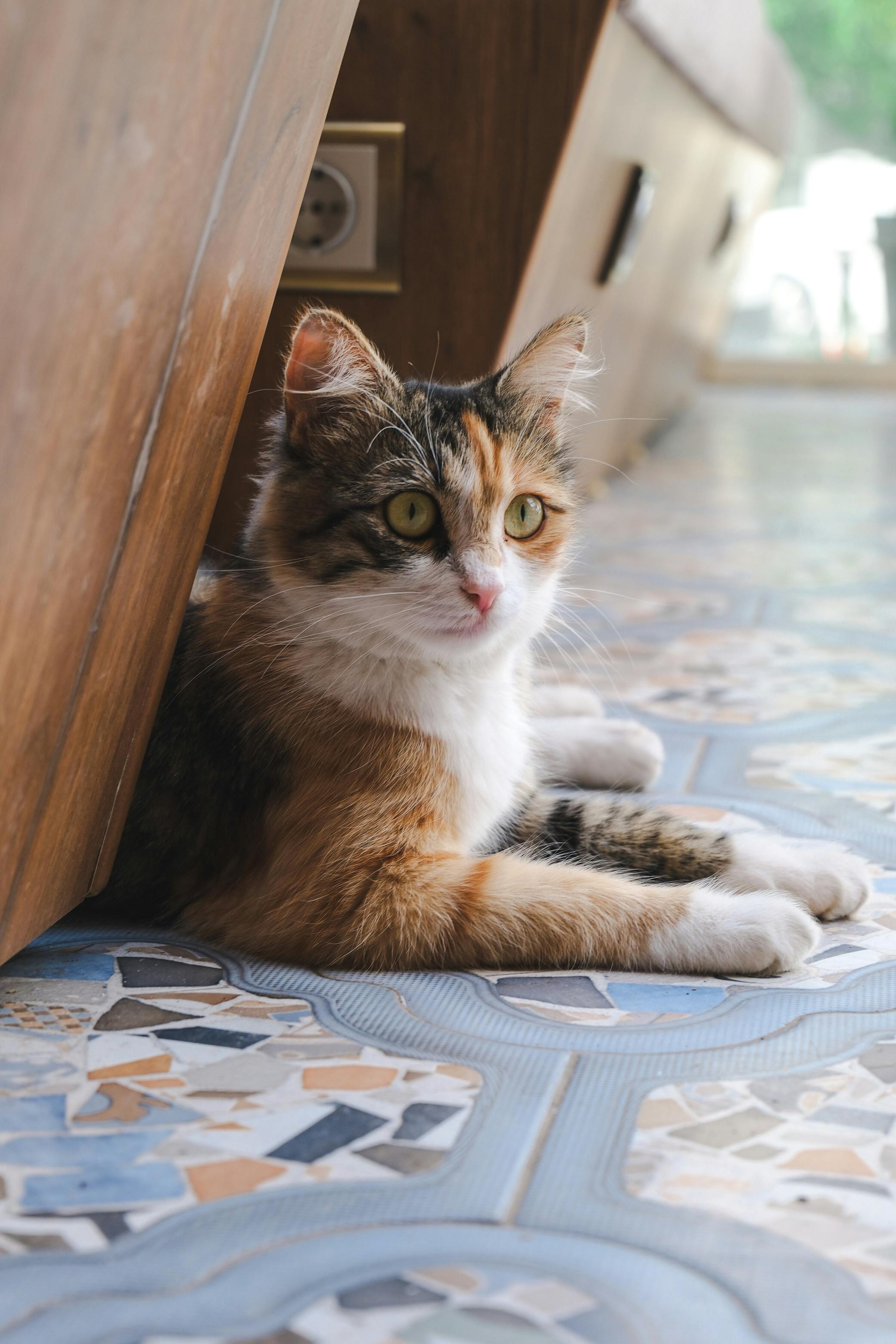 Calico Cat Relaxing Indoors on Patterned Floor · Free Stock Photo