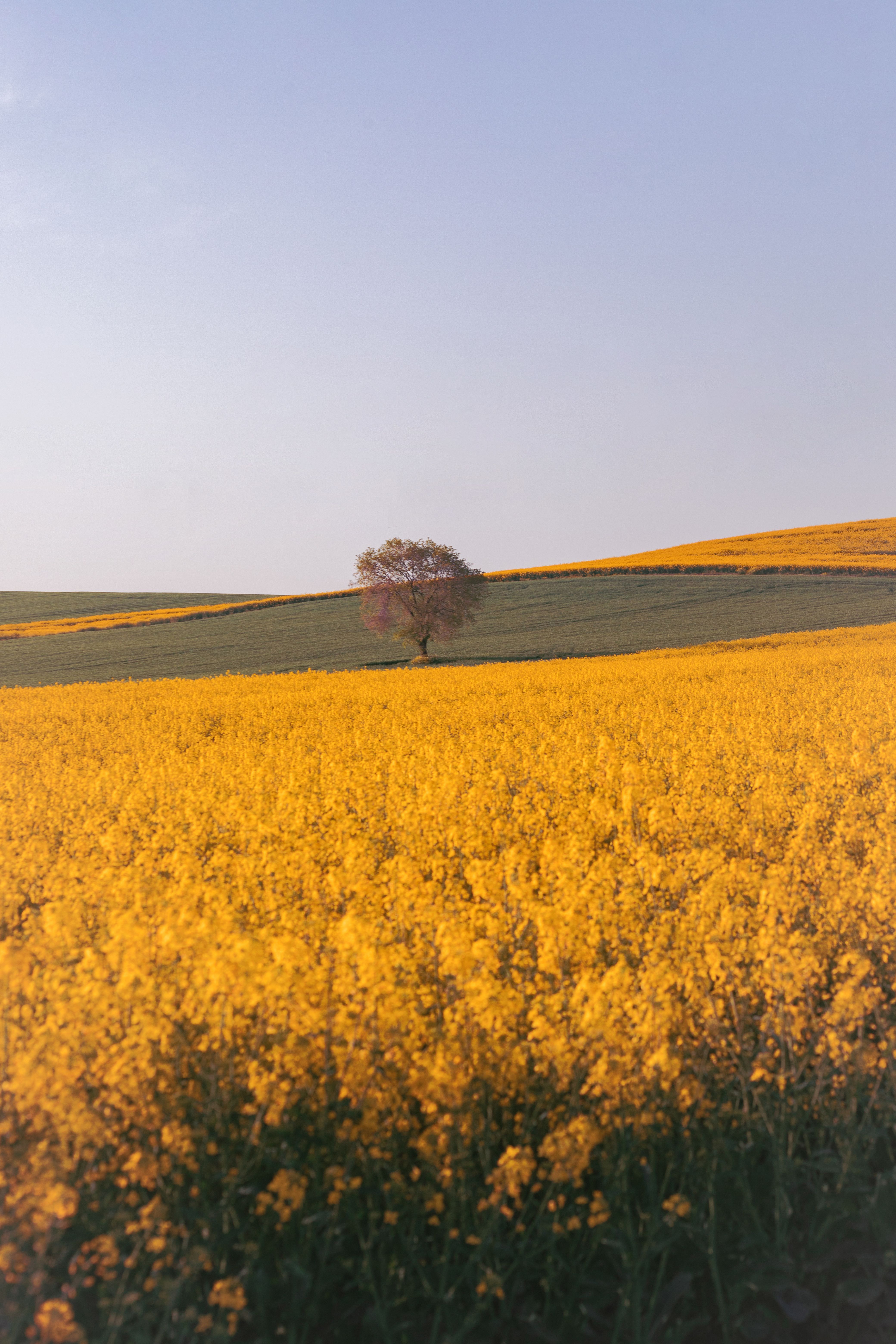 Vast Golden Canola Field with Lone Tree · Free Stock Photo