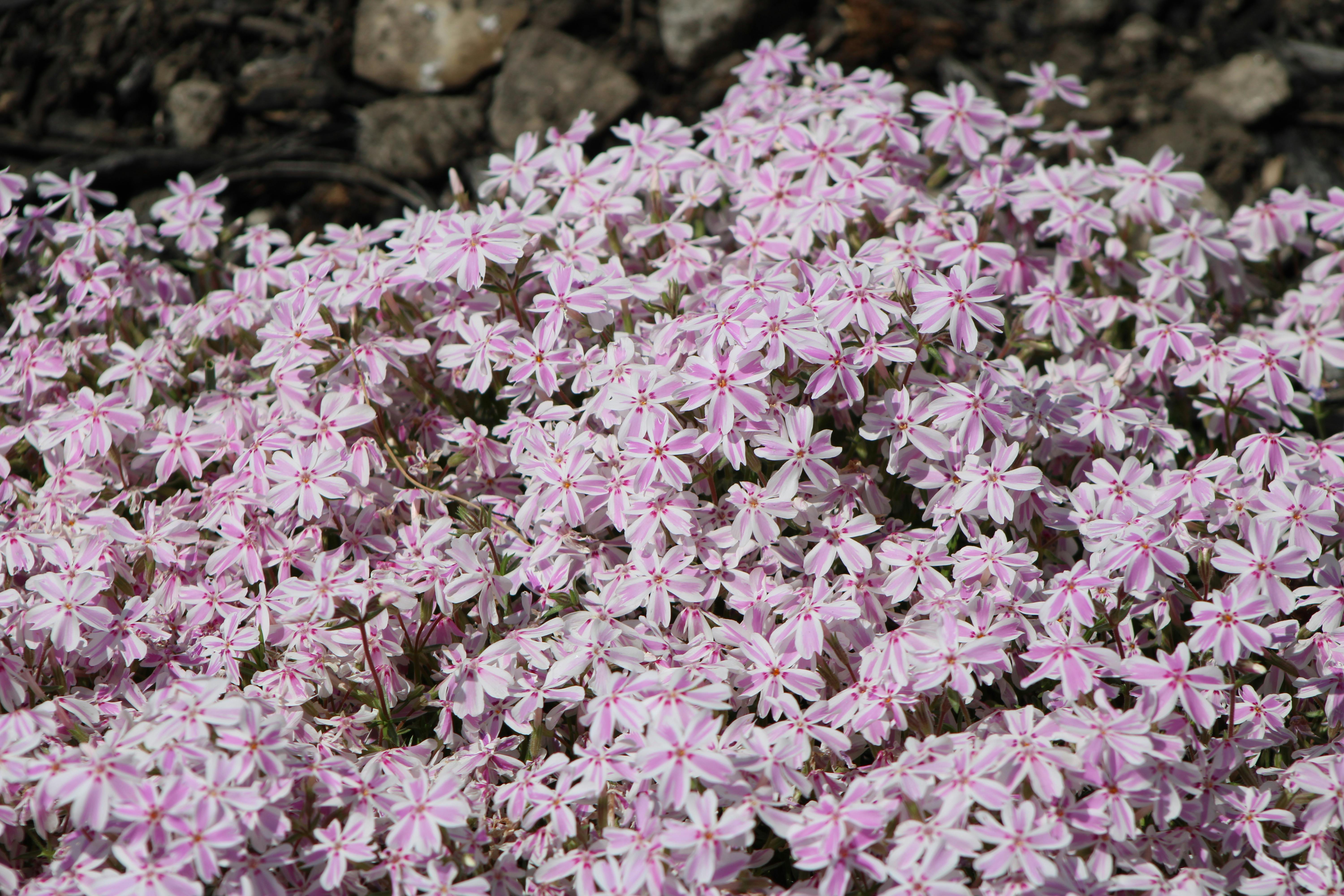 Pink and White Phlox Flowers in Bloom · Free Stock Photo