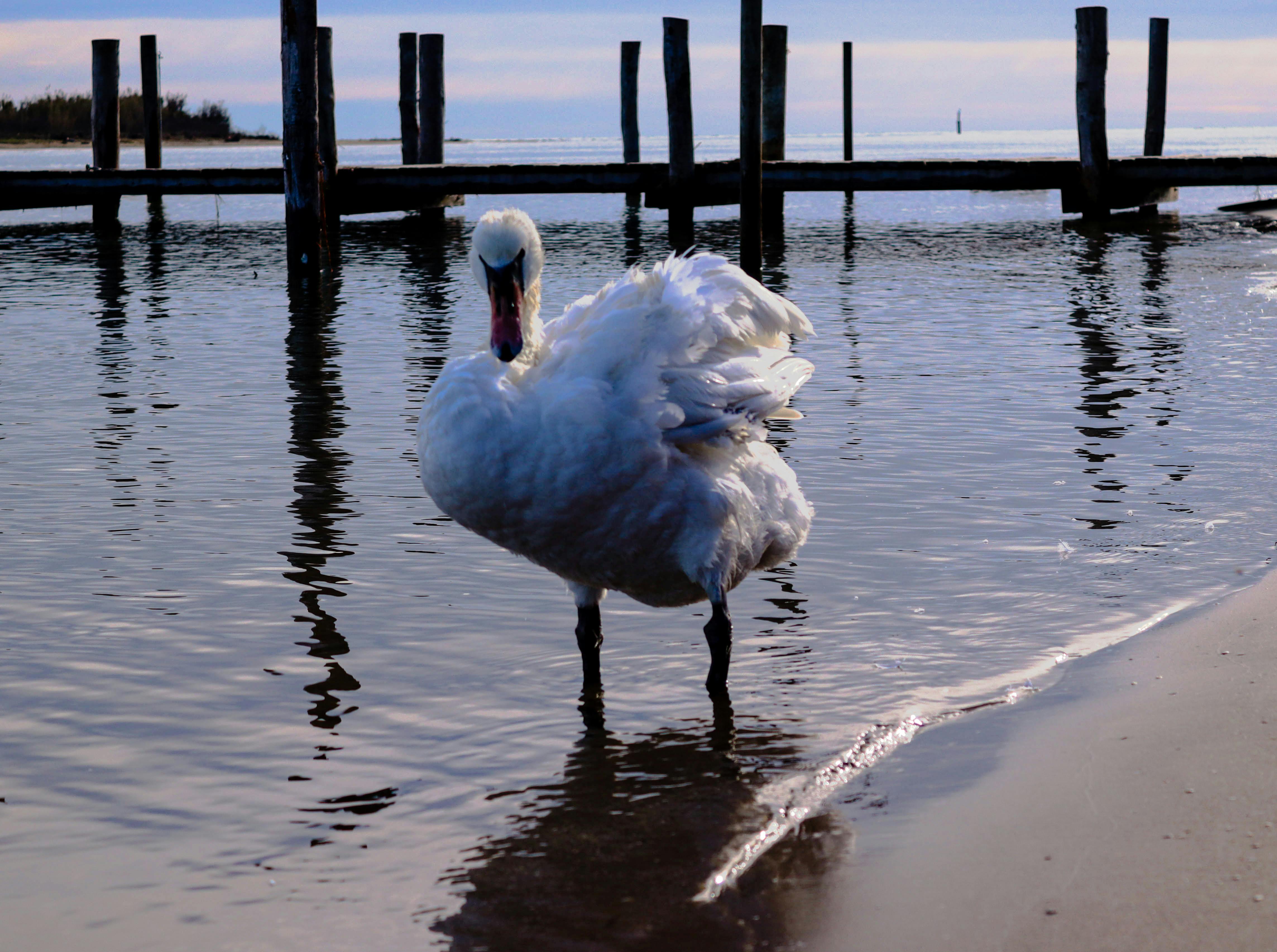 Majestic Swan Standing on Reflective Beach Water · Free Stock Photo