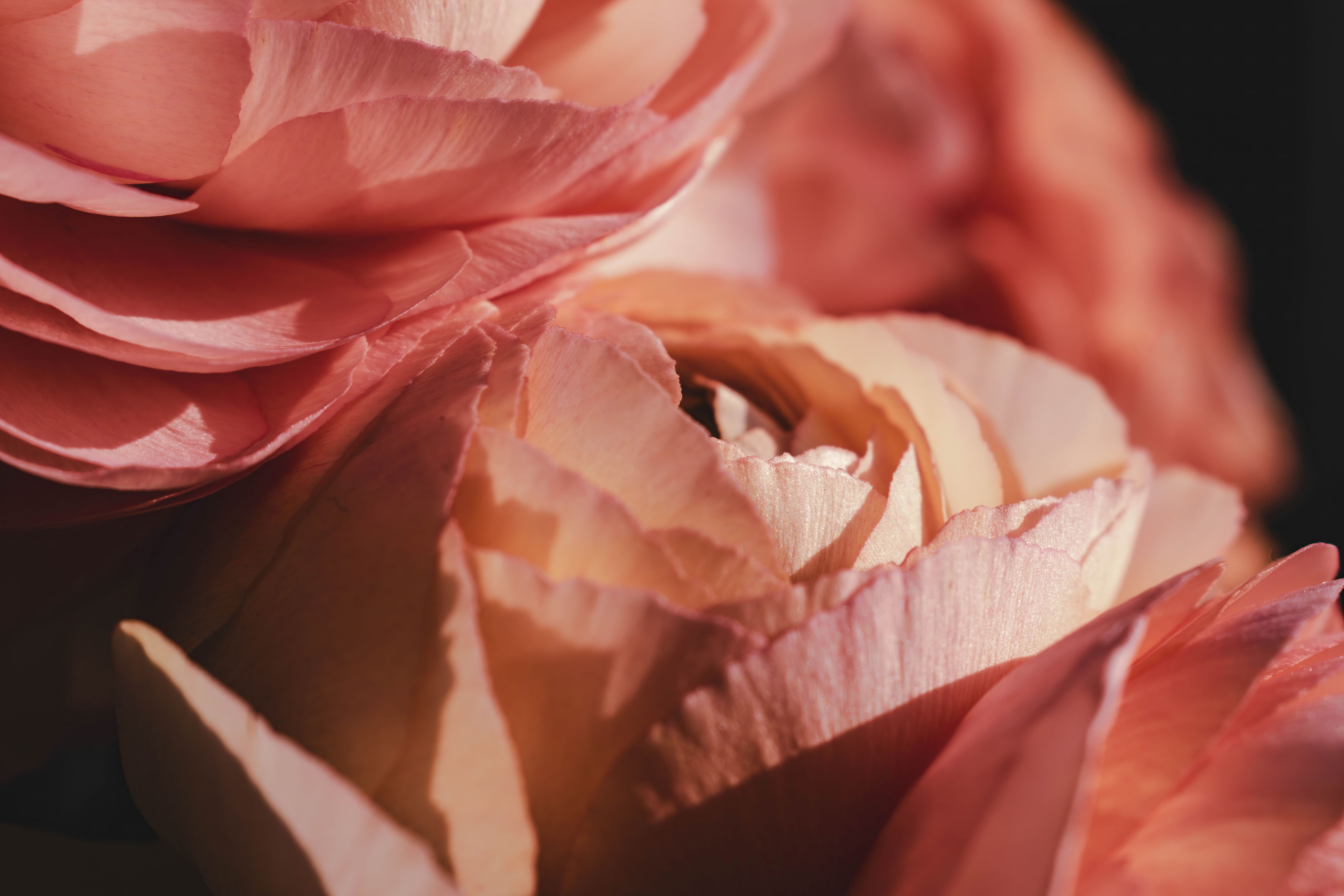 Close-up Photo of Pink Rose Flower · Free Stock Photo