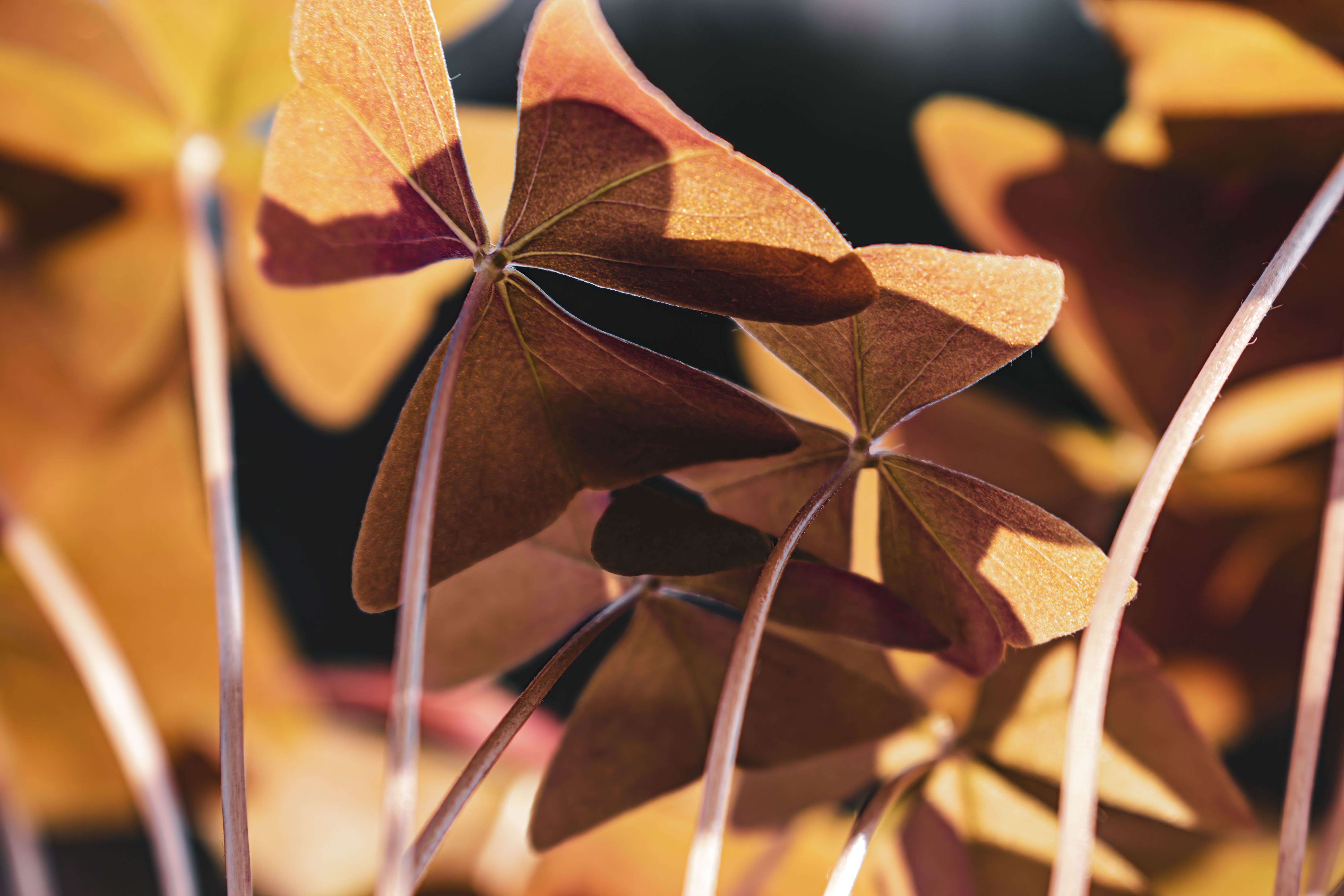 Close-Up of Backlit Trifoliate Clover Leaves · Free Stock Photo