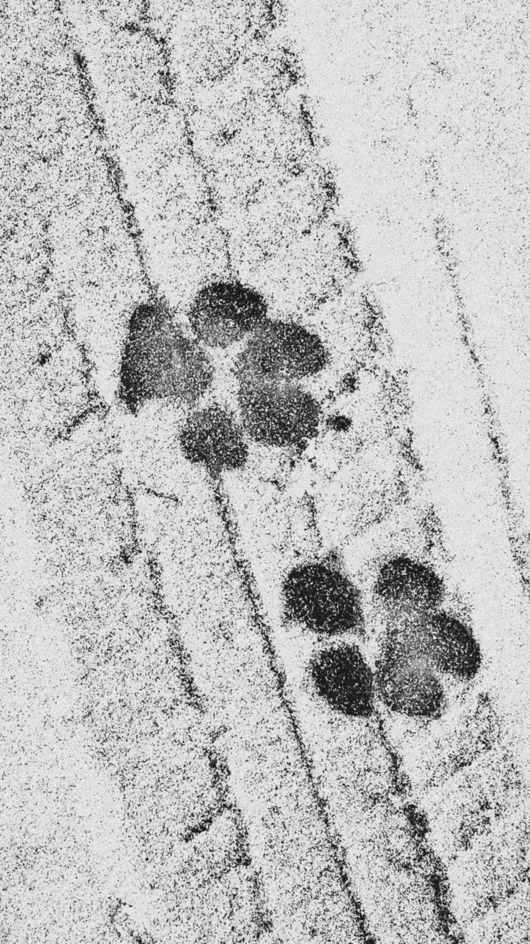 Animal Paw Prints in Snow with Tire Marks · Free Stock Photo