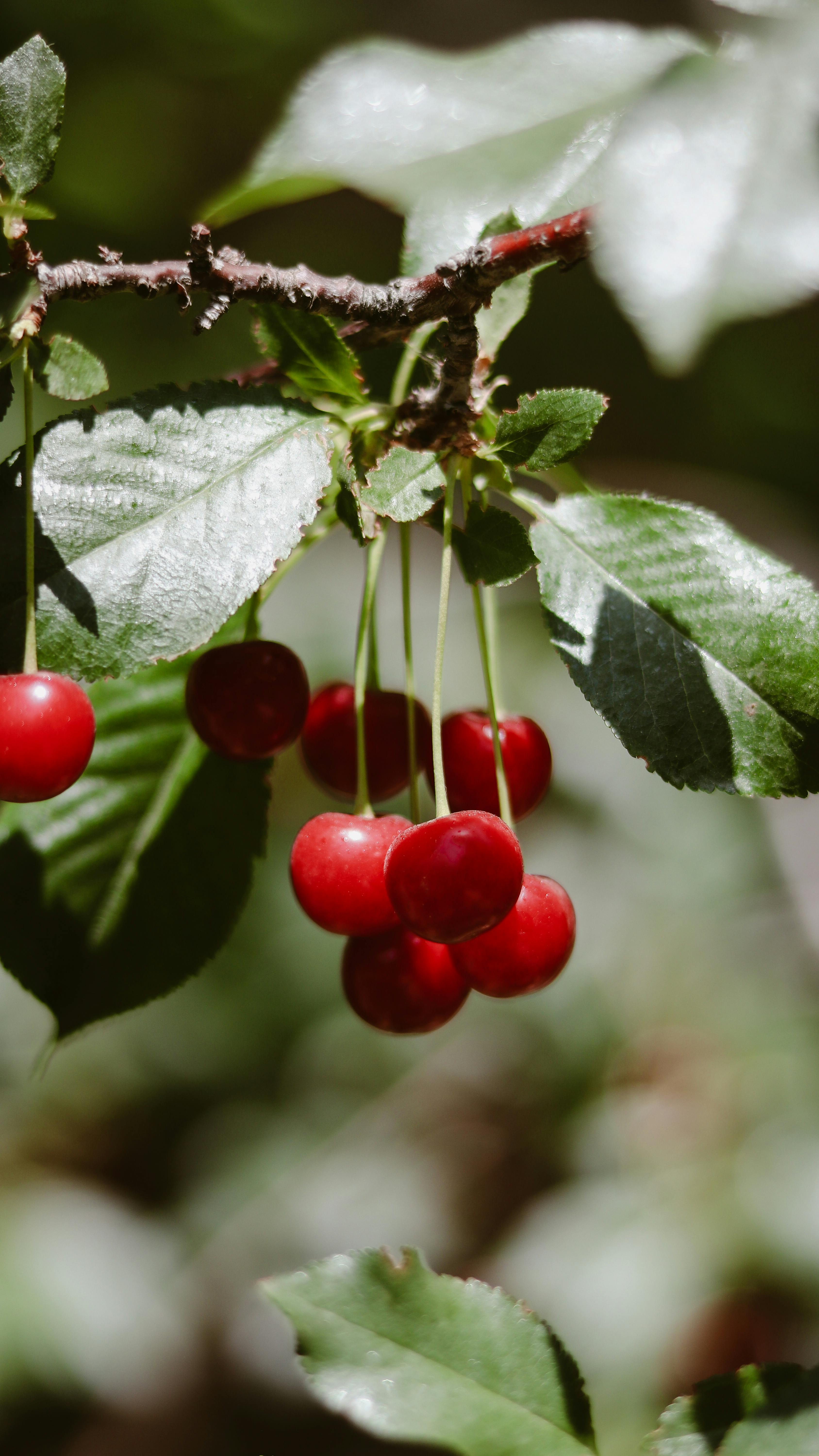 Close Up Photography of a Red Cherry Fruit · Free Stock Photo