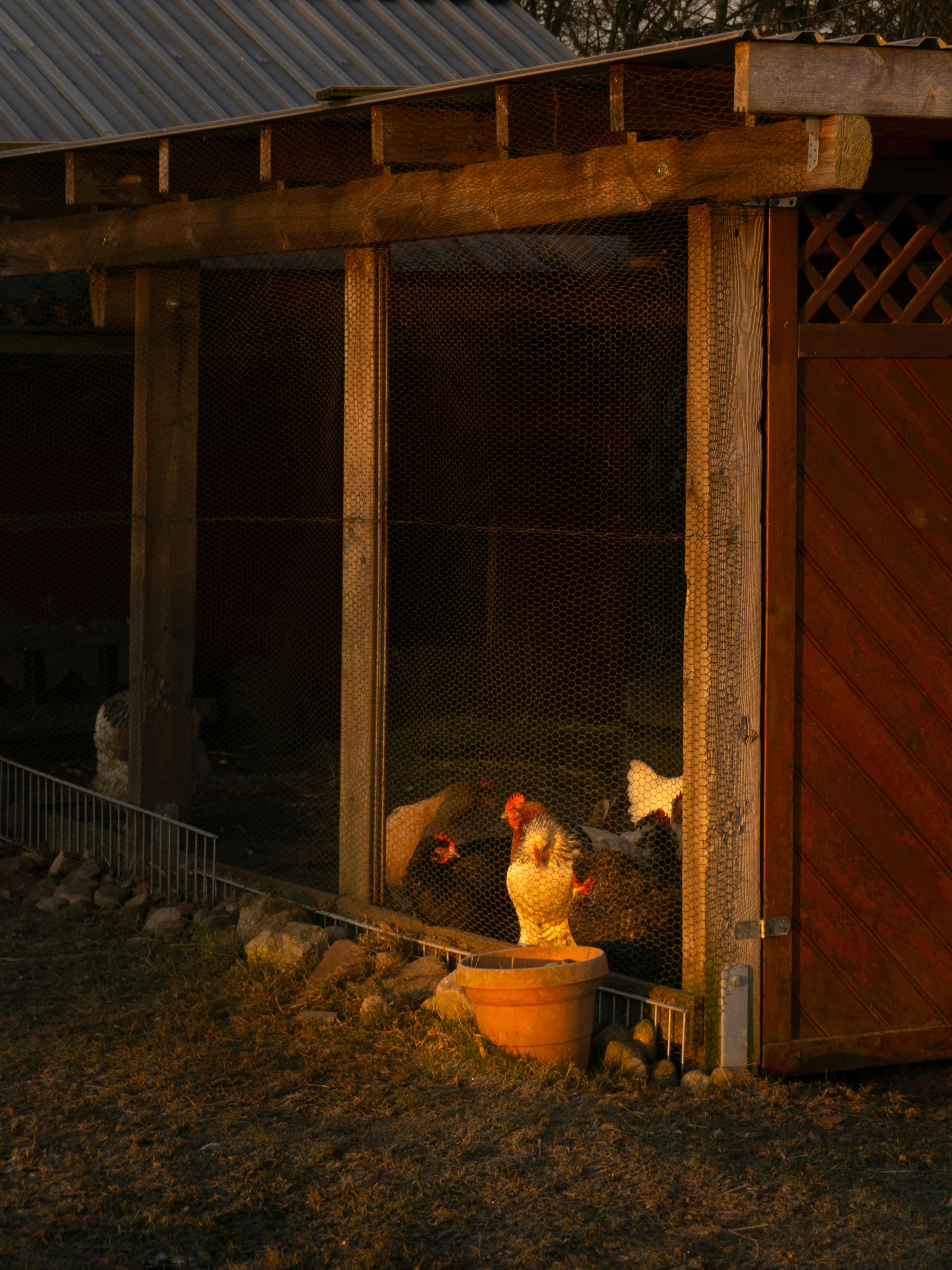 Rustic Chicken Coop at Sunset in Achim · Free Stock Photo