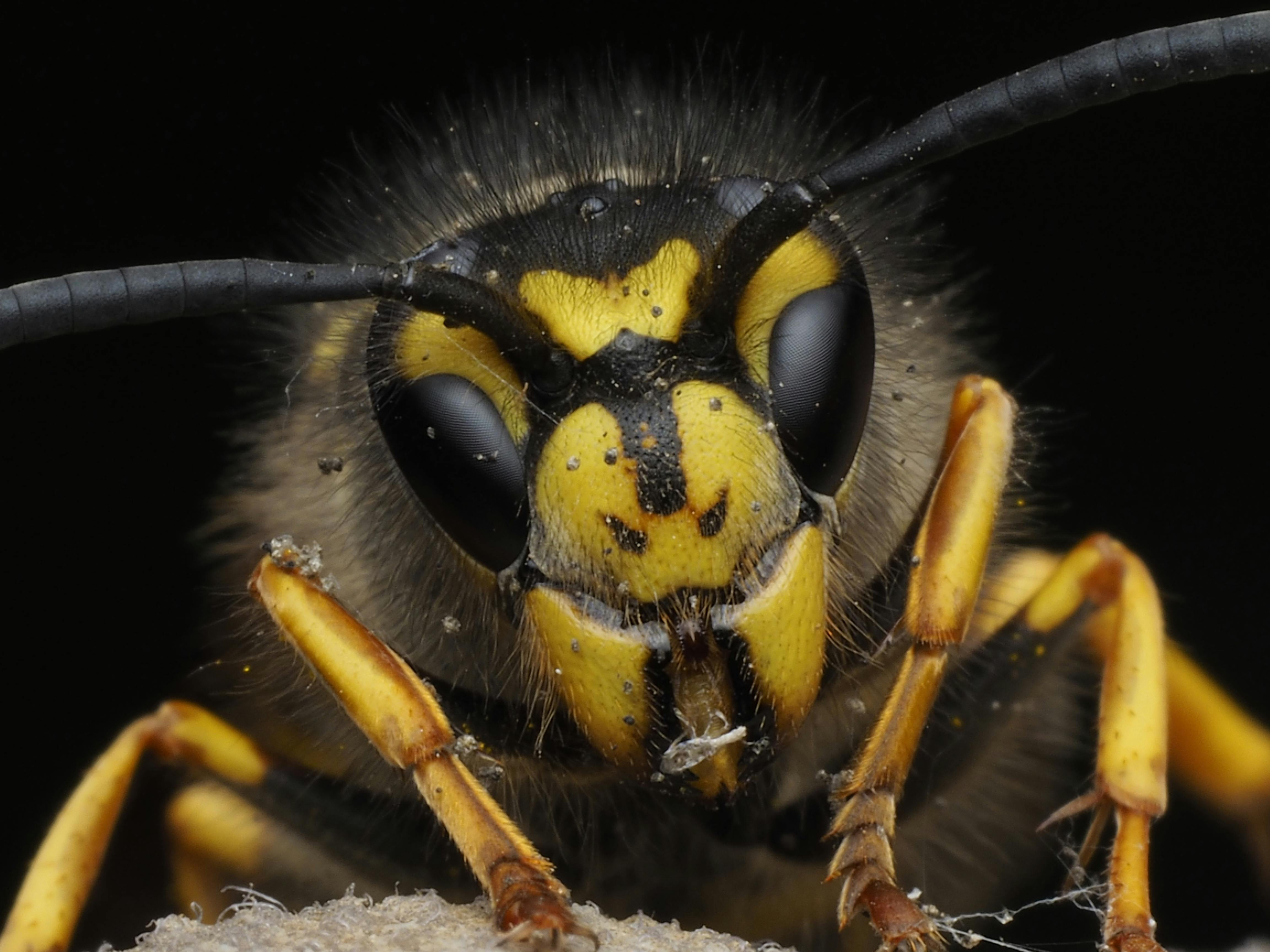 Macro Close-Up of Wasp Detailing its Features · Free Stock Photo