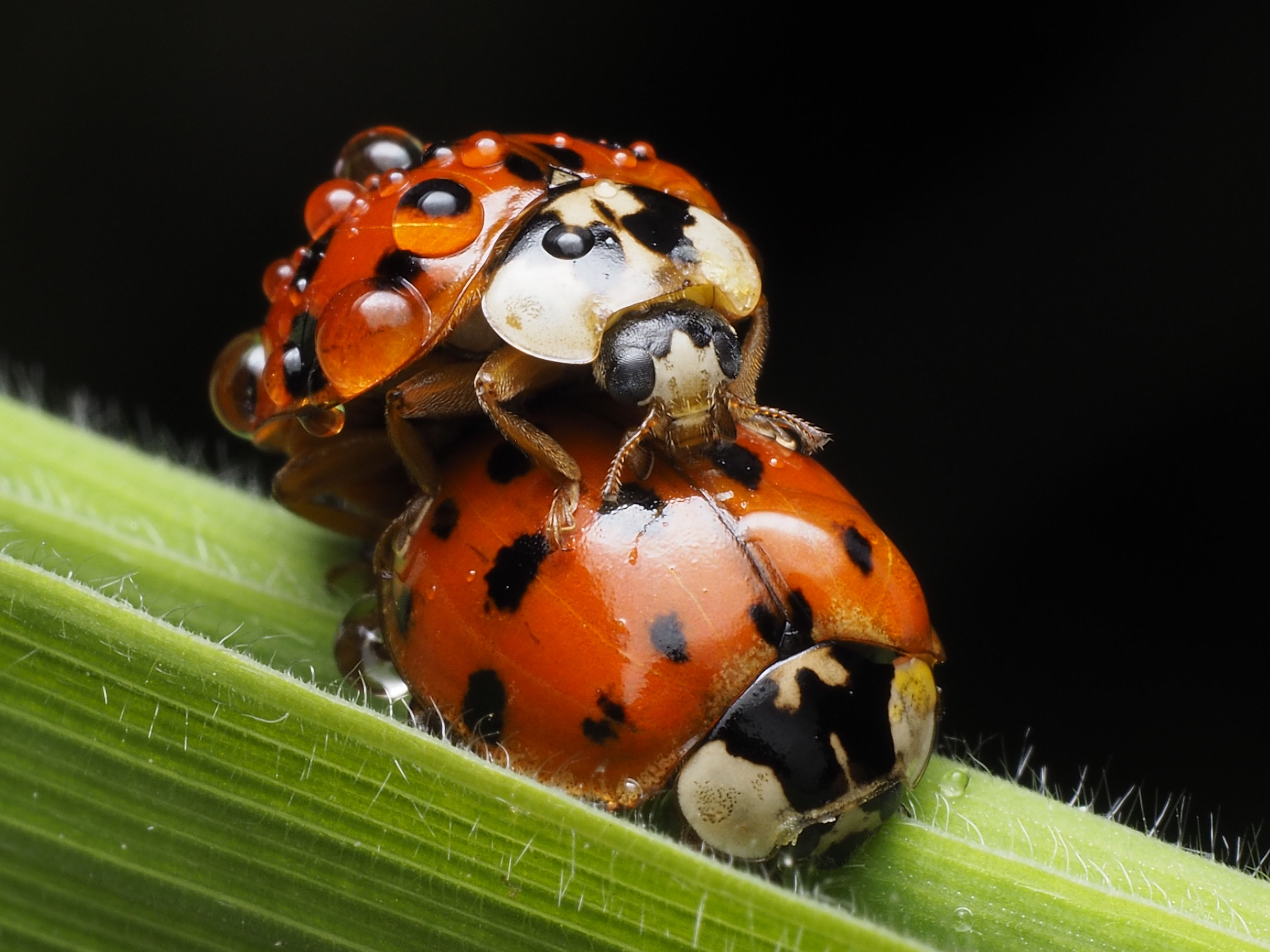 Close-up of Ladybugs on Leaf in Macro Photography · Free Stock Photo