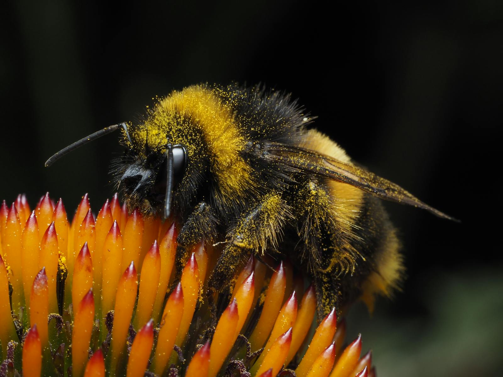 Bumble Bee Photos, Download The BEST Free Bumble Bee Stock Photos & HD ...