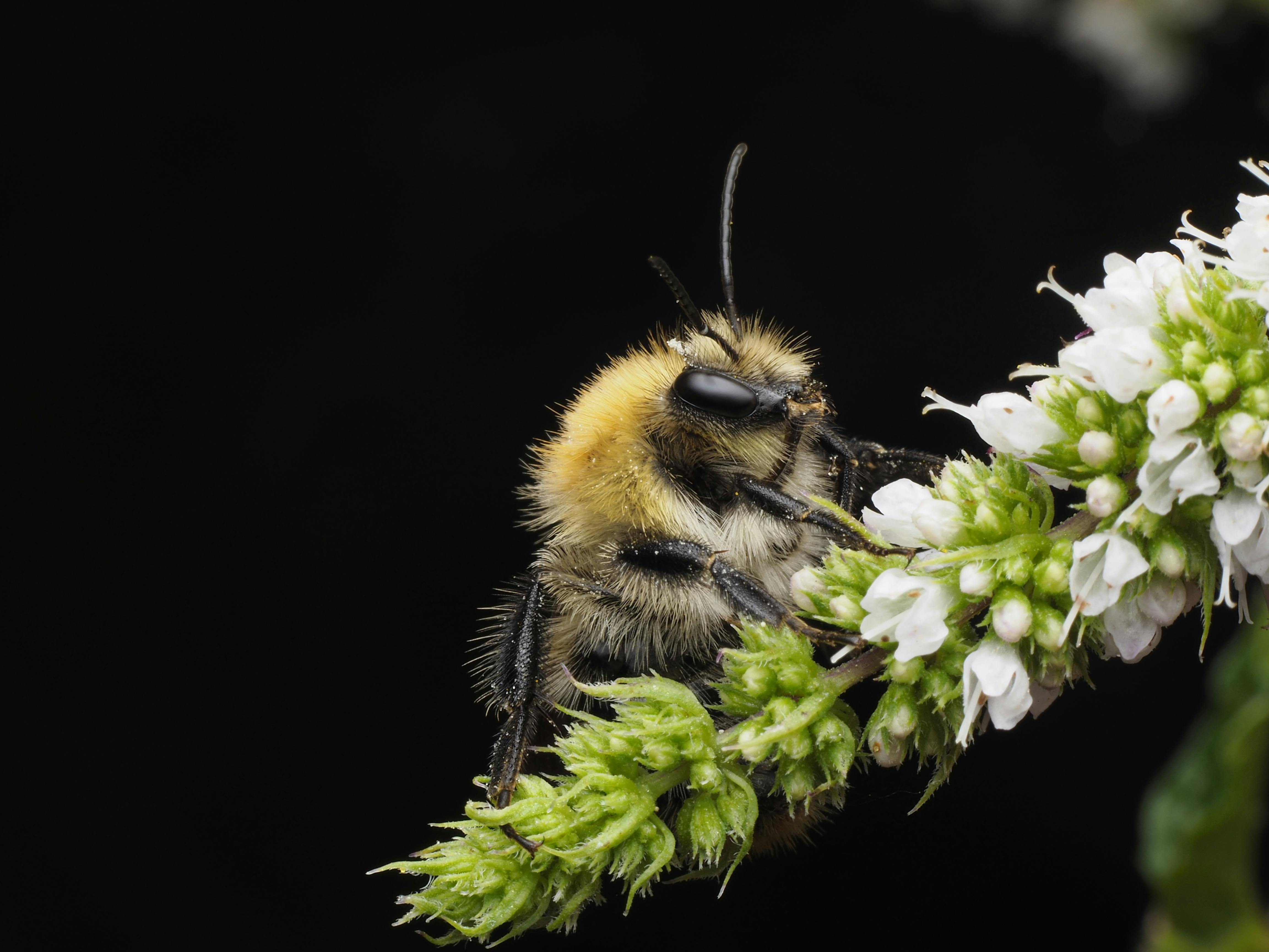 Bumblebee Photos, Download The BEST Free Bumblebee Stock Photos & HD Images