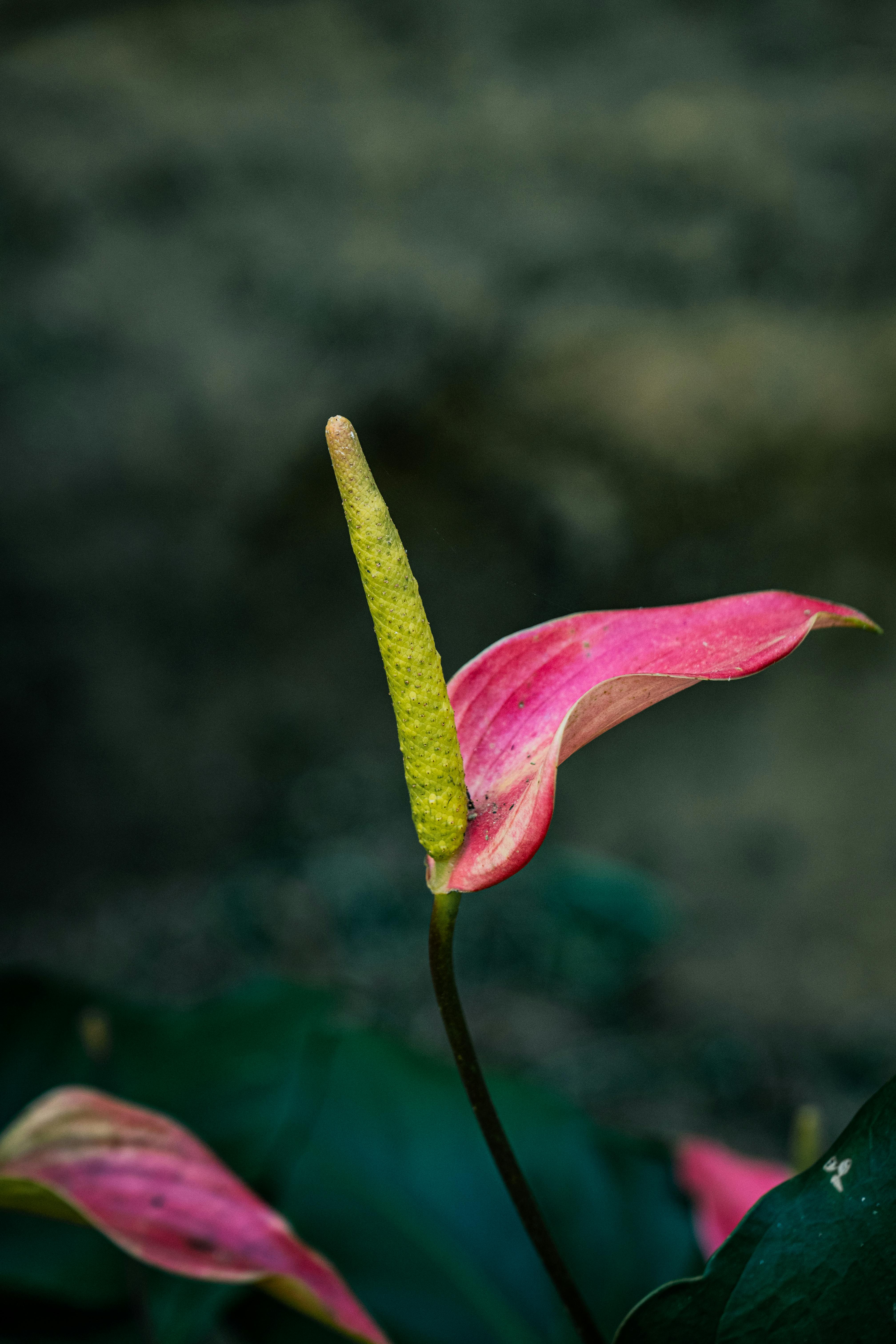 Flor De Antúrio Rosa Vibrante Na Tailândia · Foto profissional gratuita