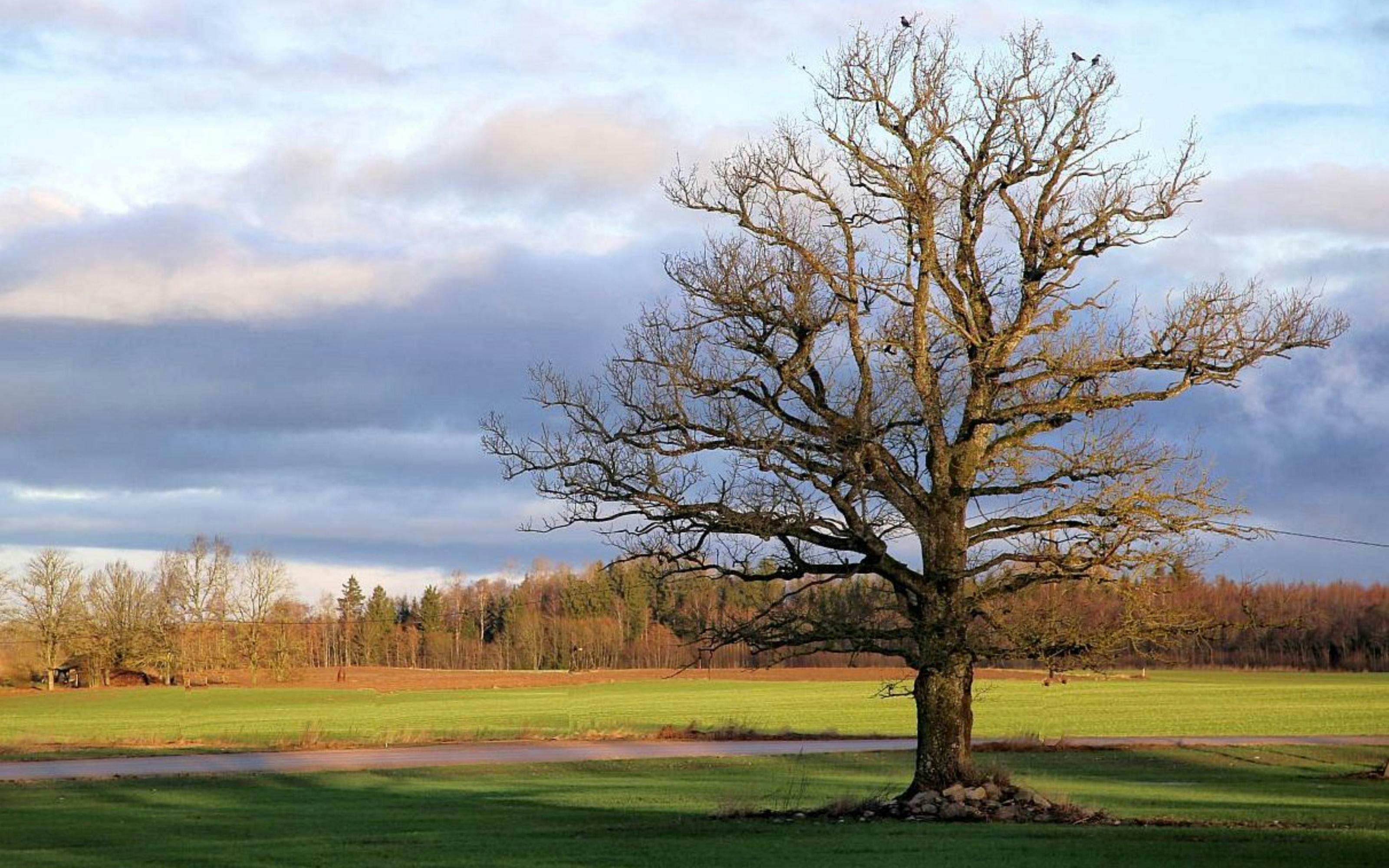 Majestic Oak Tree in Spring Field Landscape · Free Stock Photo