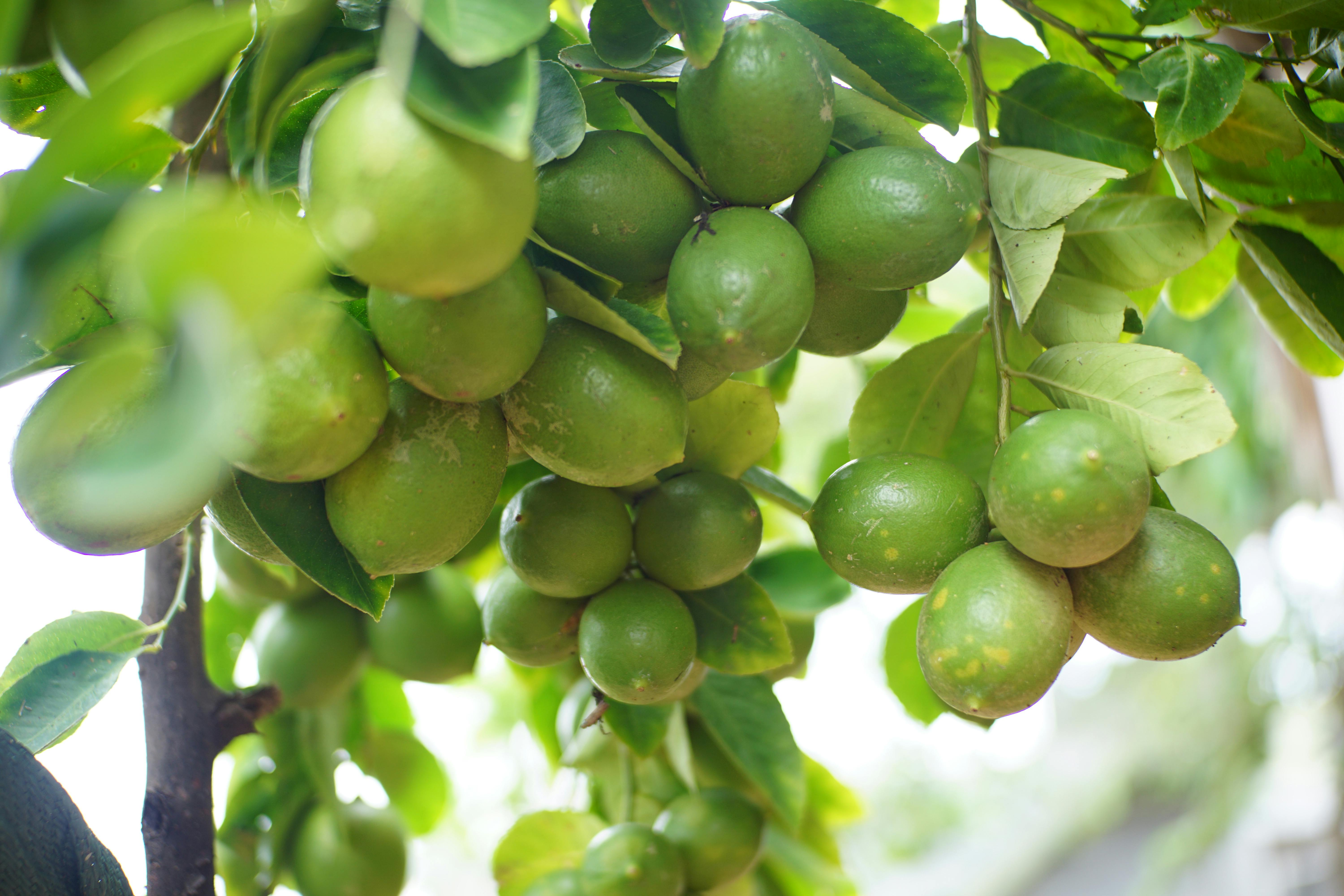 Citrus Branch Photos, Download The BEST Free Citrus Branch Stock Photos ...