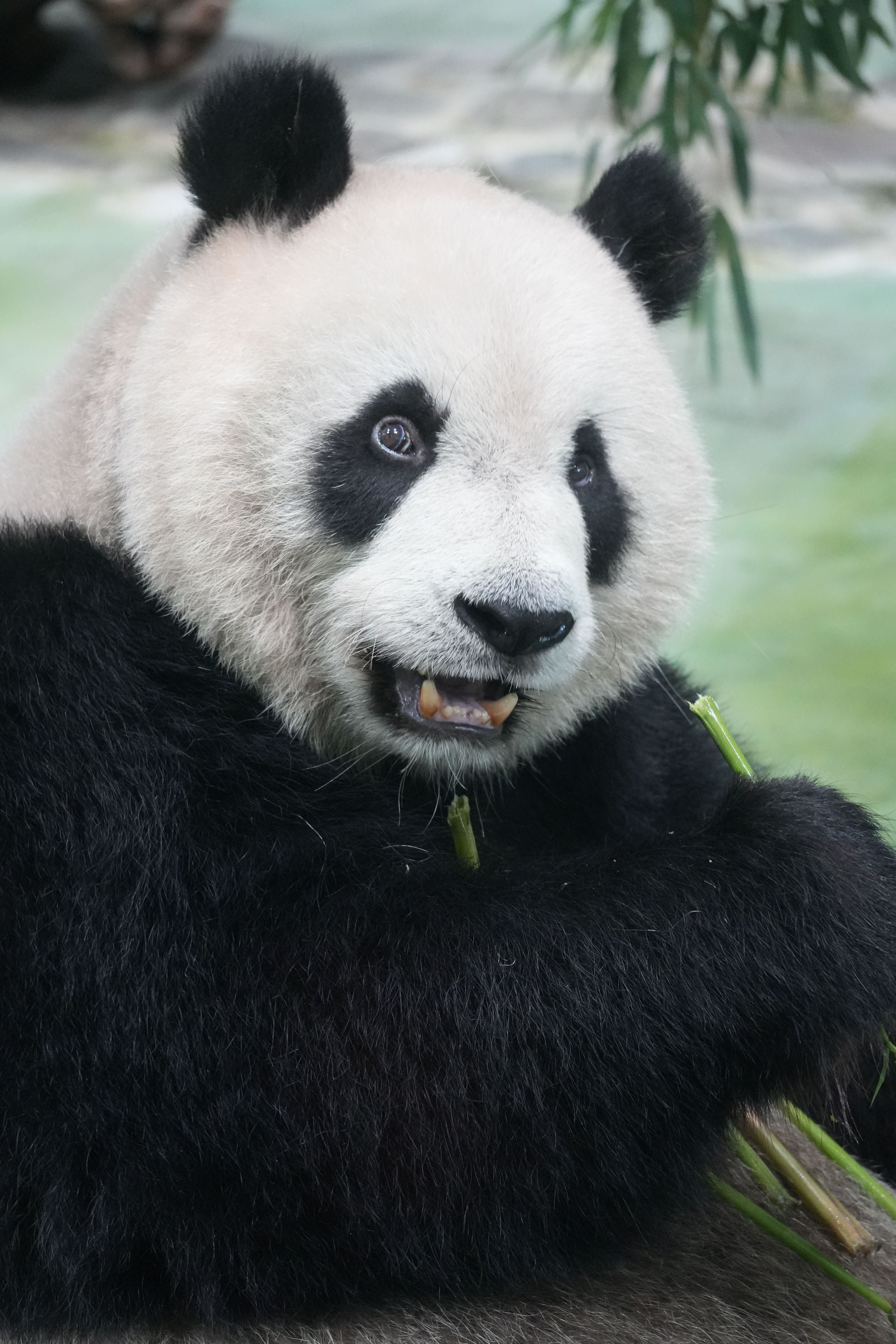Lindo Panda Gigante Masticando Bambú En Su Hábitat Natural · Foto de ...