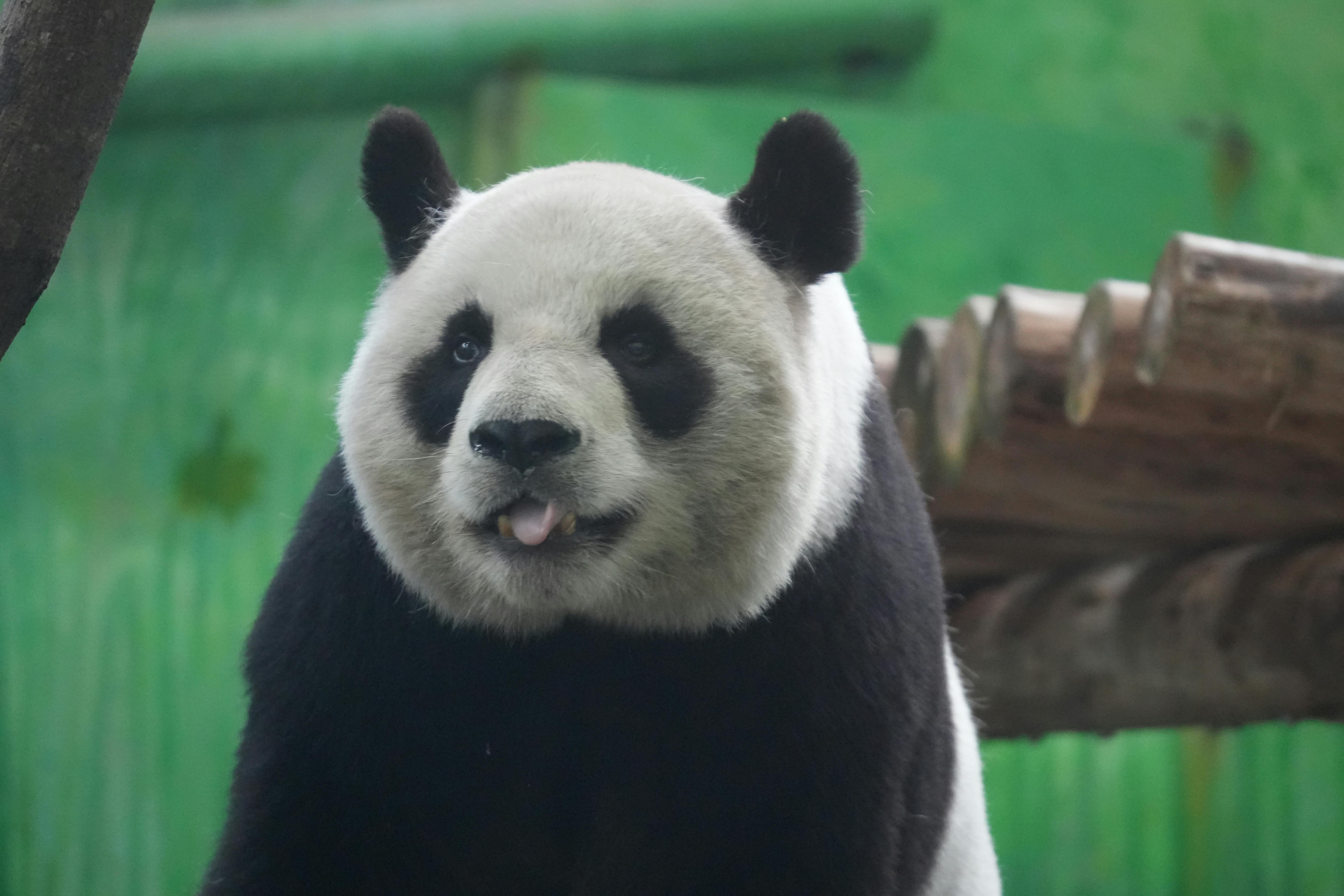 Close-up of a Giant Panda in a Zoo Habitat · Free Stock Photo
