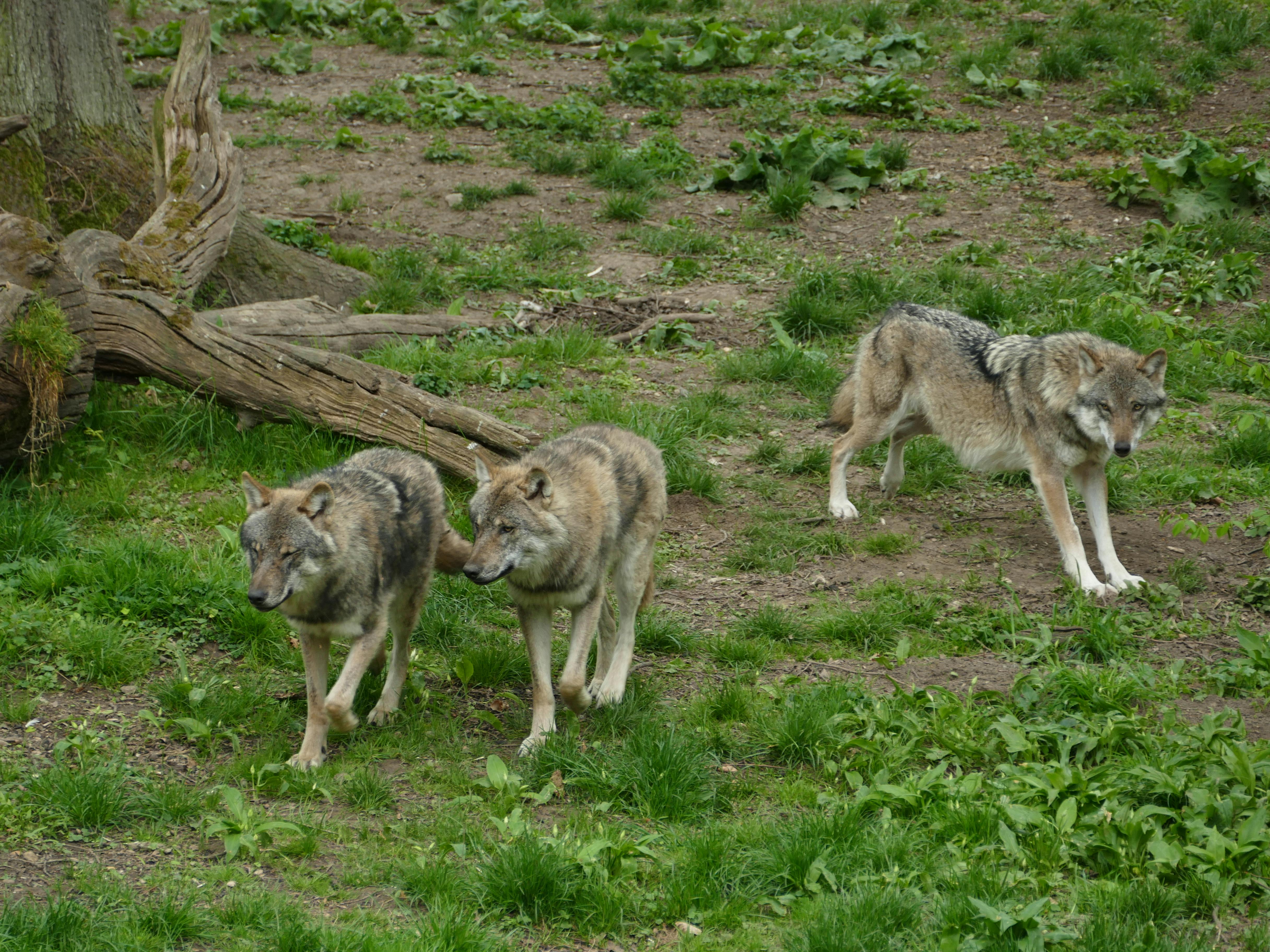 Wild Wolves Roaming in Forest Terrain · Free Stock Photo