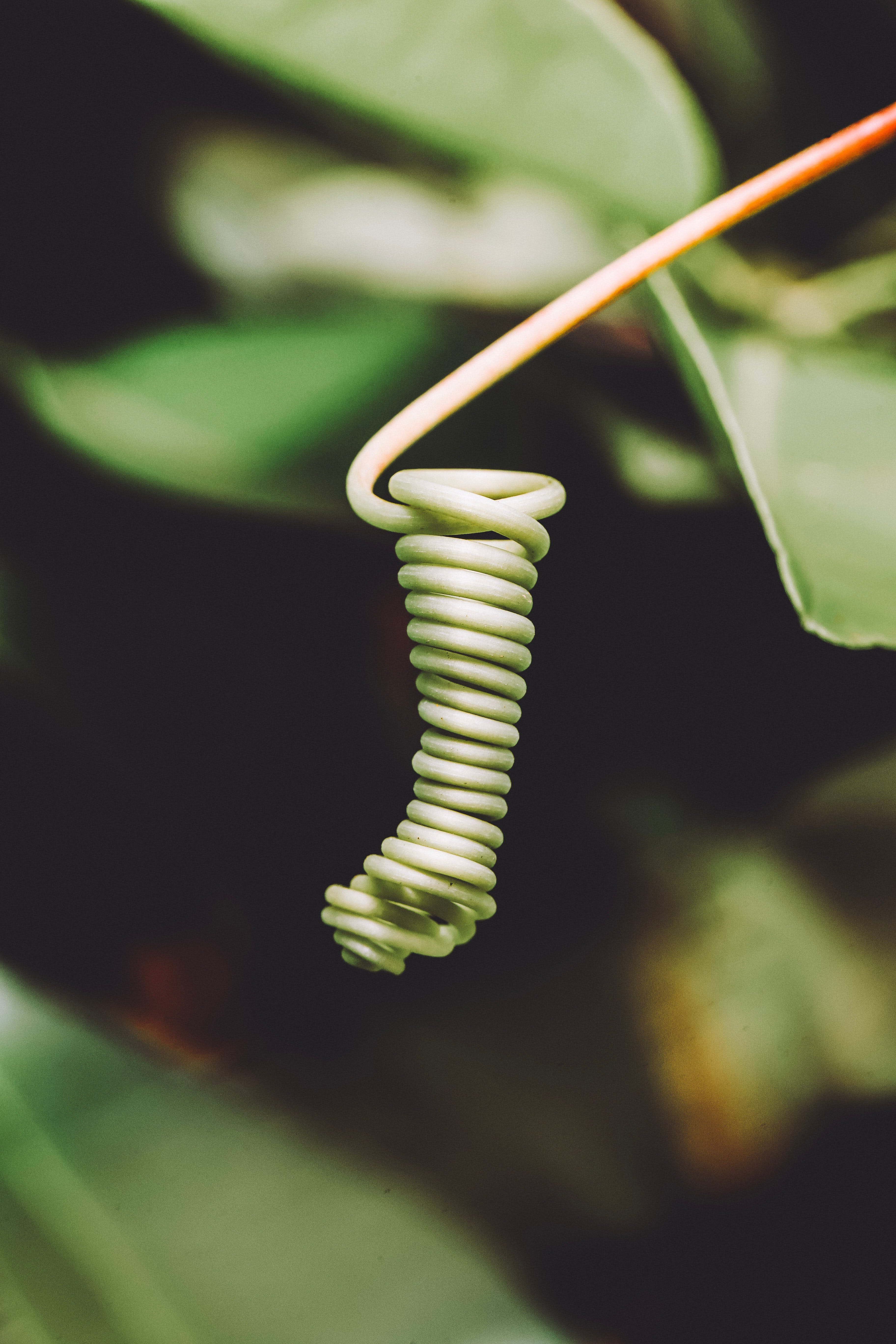Close-up of Coiled Plant Tendril in Natural Light · Free Stock Photo