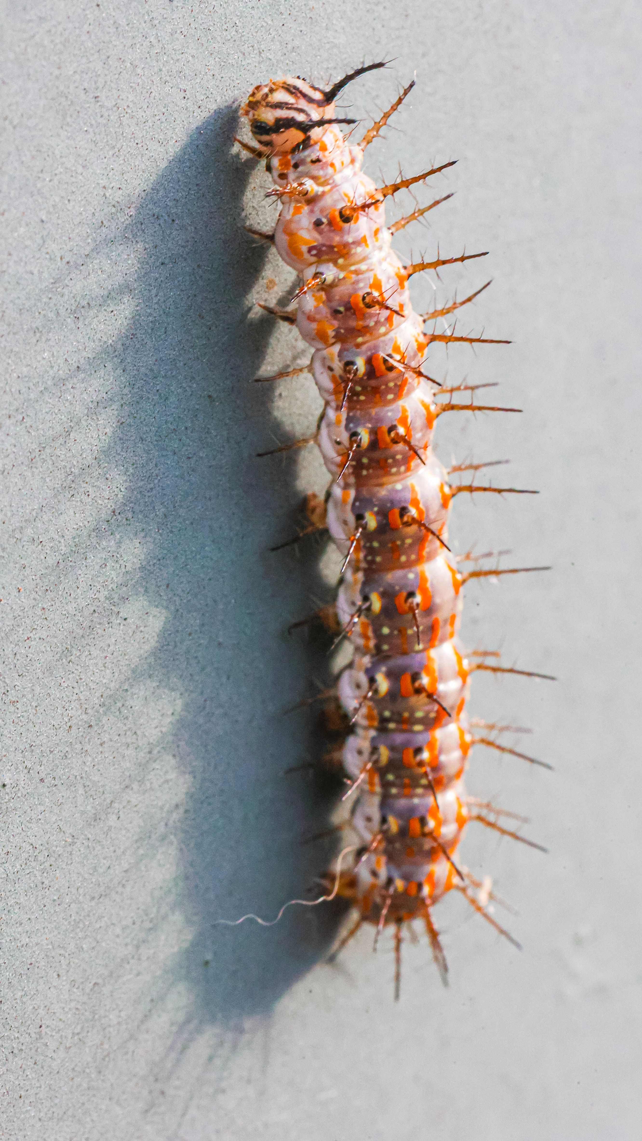 Close-up of a Colorful Caterpillar on Light Surface · Free Stock Photo