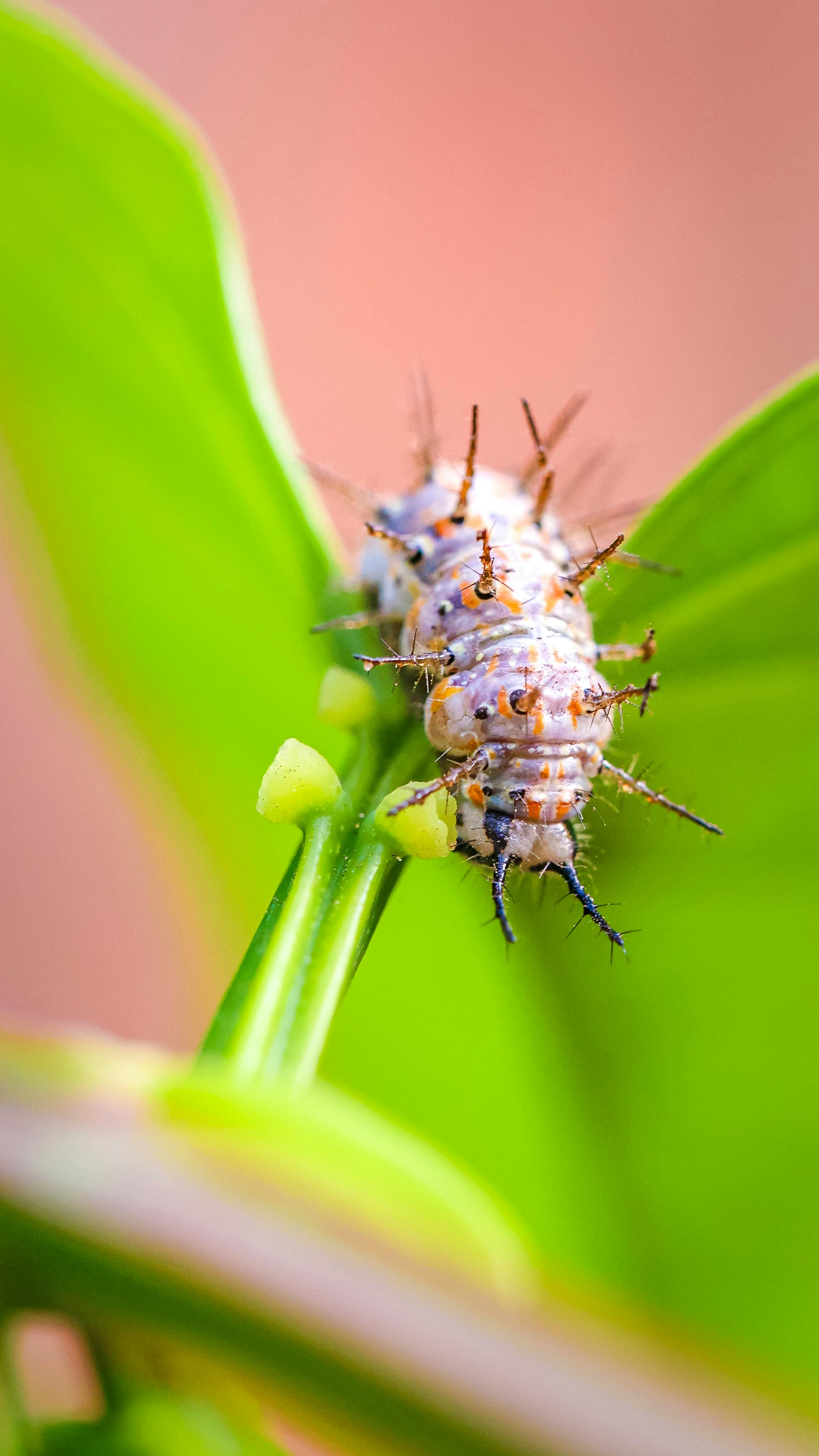 June Bug Photos, Download The BEST Free June Bug Stock Photos & HD Images