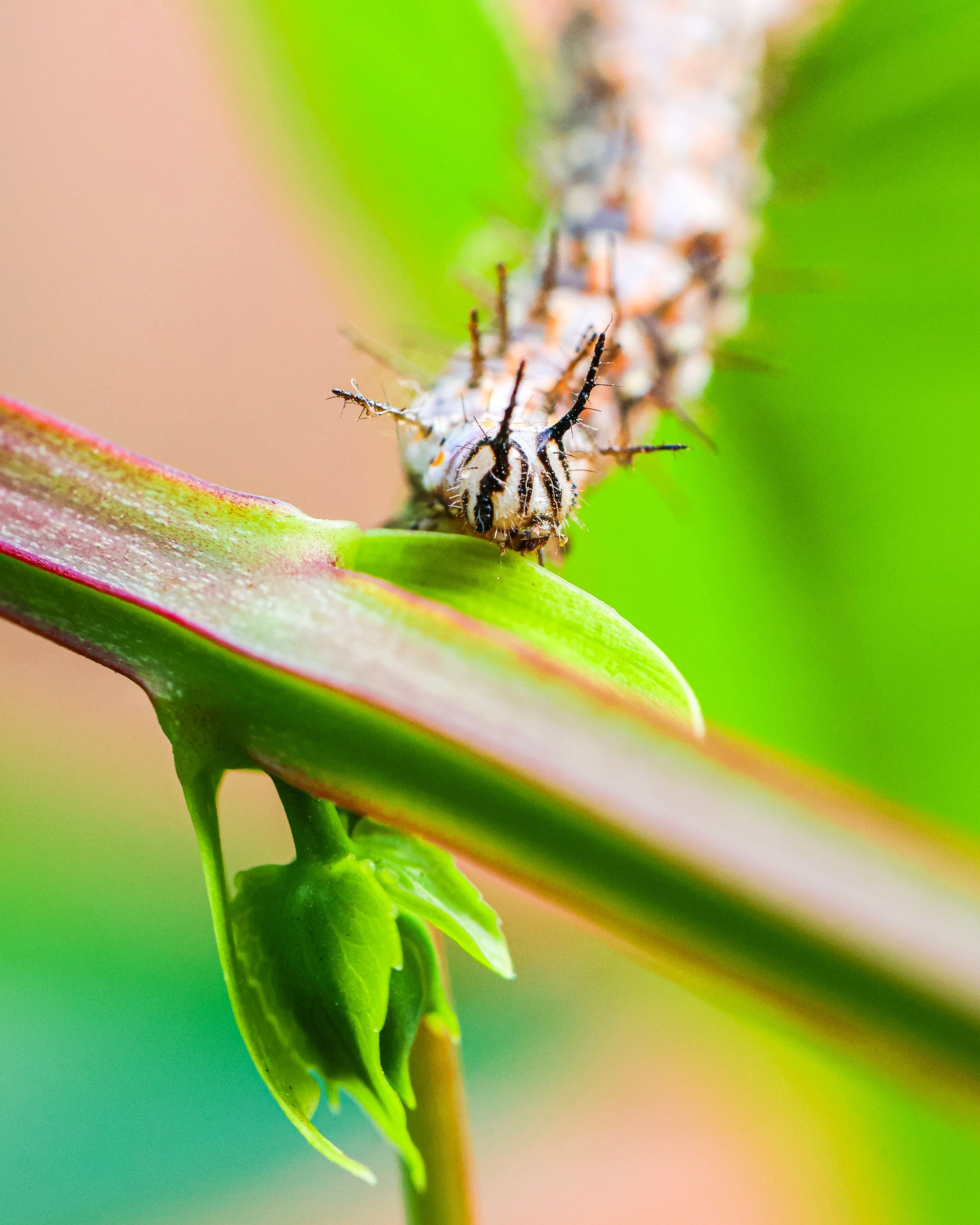 Close-Up of Caterpillar Eating a Leaf · Free Stock Photo