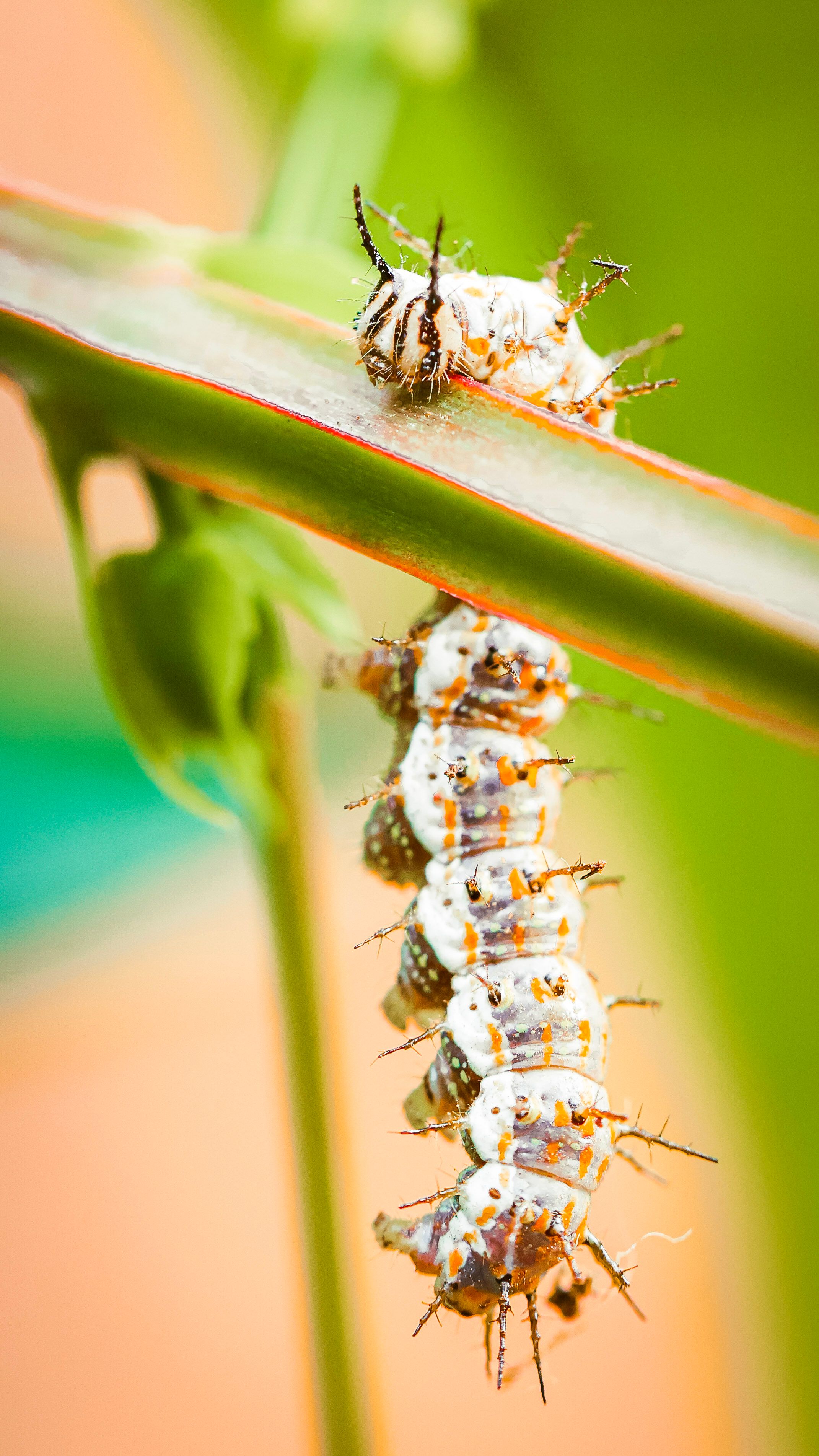 Butterflies Cocoons Photos, Download The BEST Free Butterflies Cocoons ...