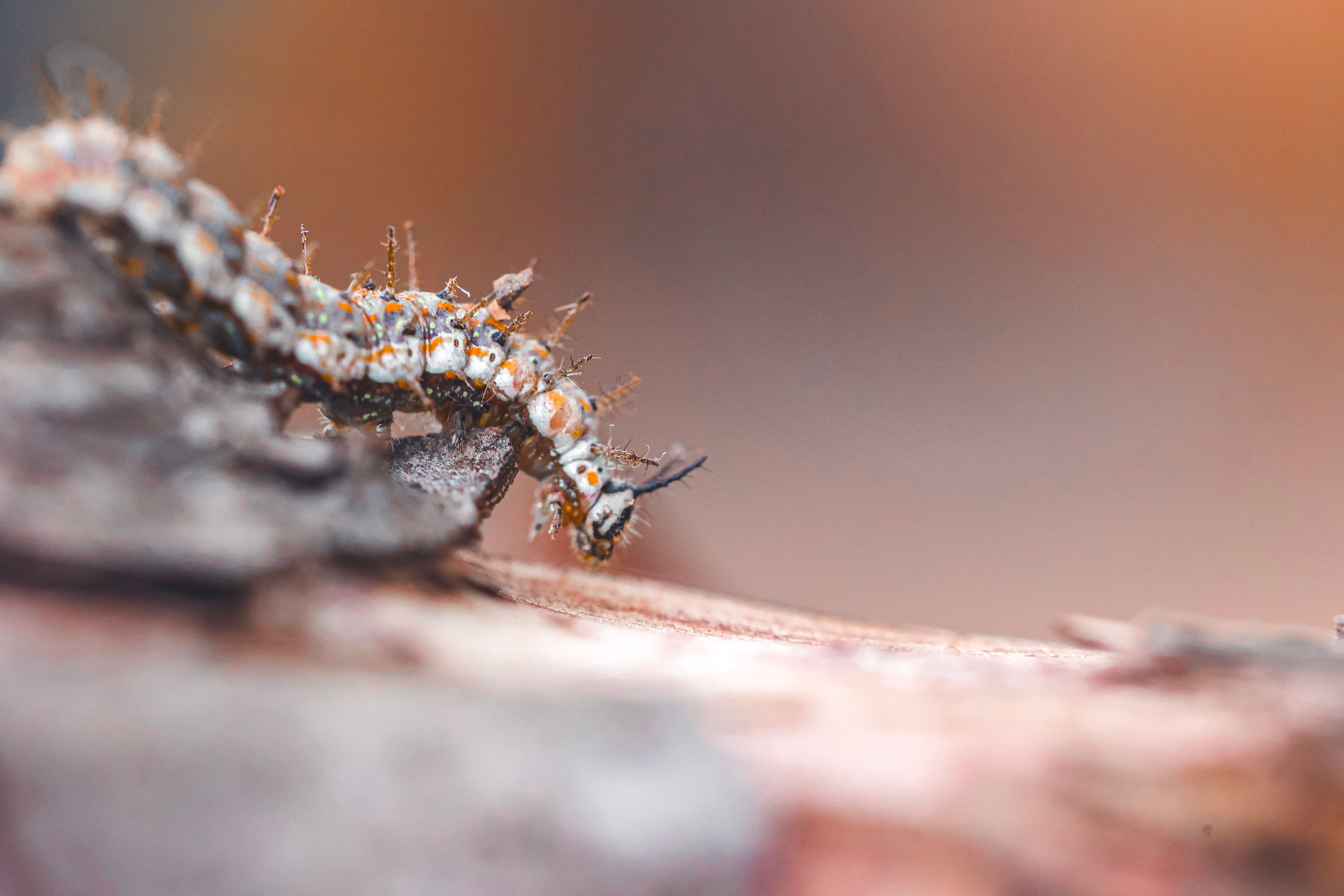 Close-Up of Caterpillar on Tree Bark · Free Stock Photo