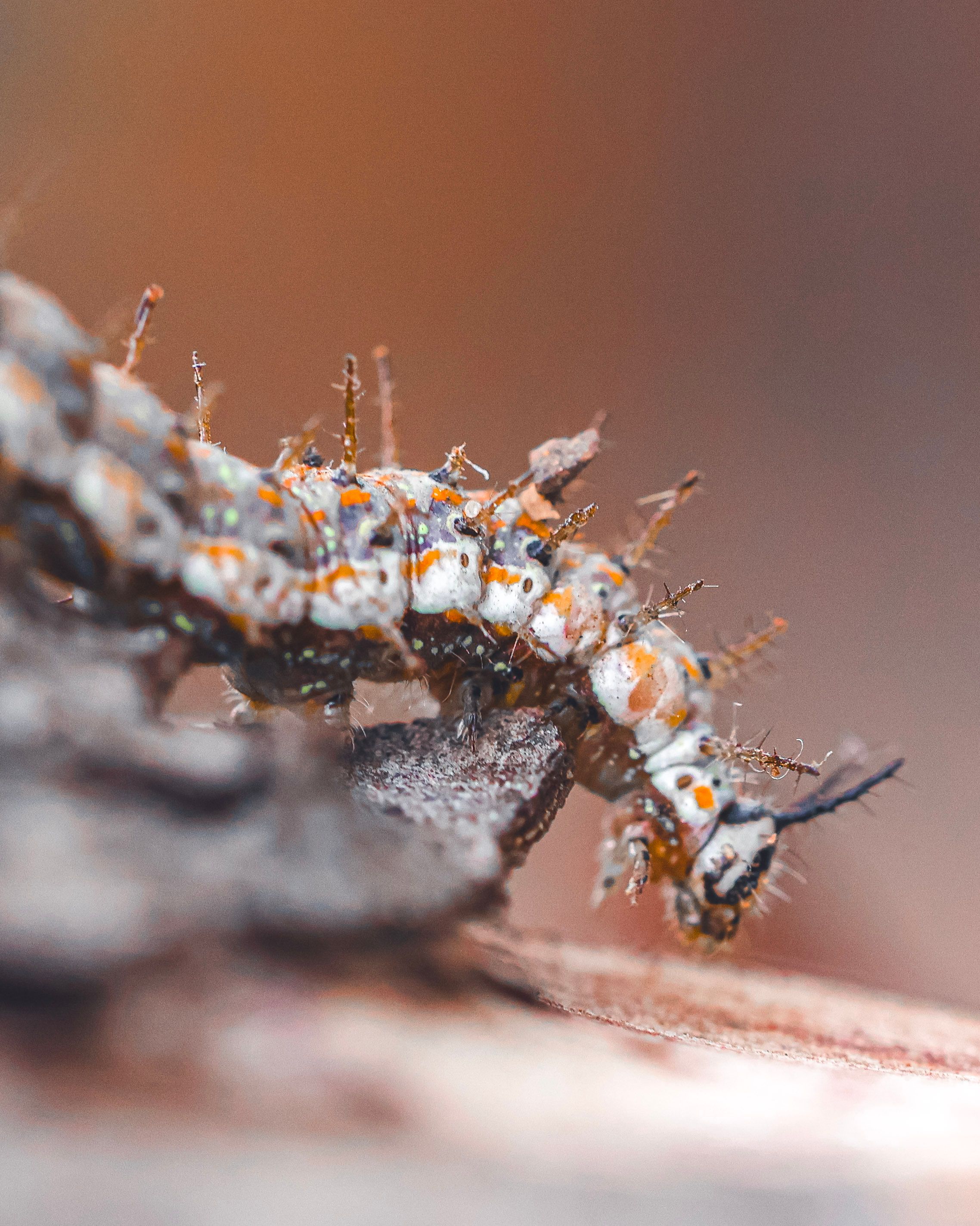 Caterpillar Face Photos, Download The BEST Free Caterpillar Face Stock ...