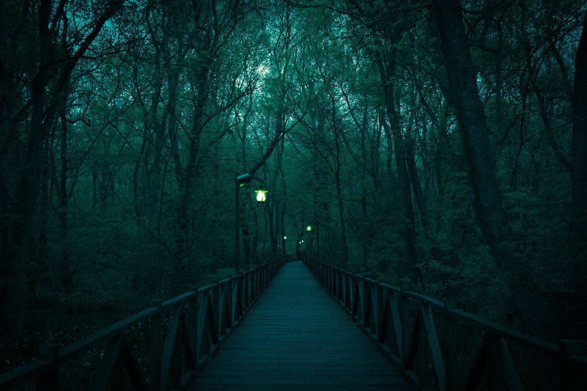 Misty Night Forest (4k) Photos, Download The BEST Free Misty Night ...