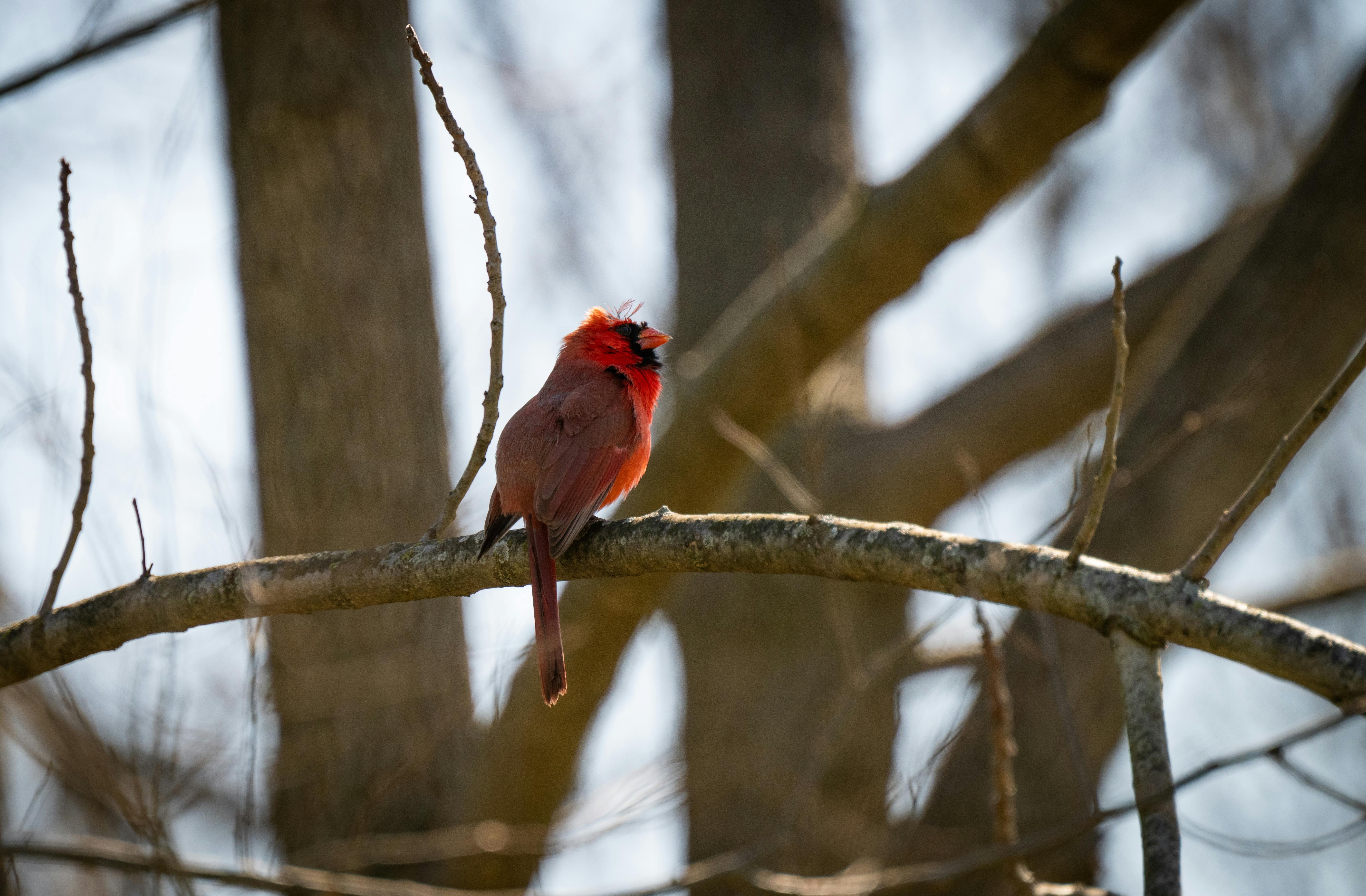 Vibrant Northern Cardinal on Tree Branch · Free Stock Photo