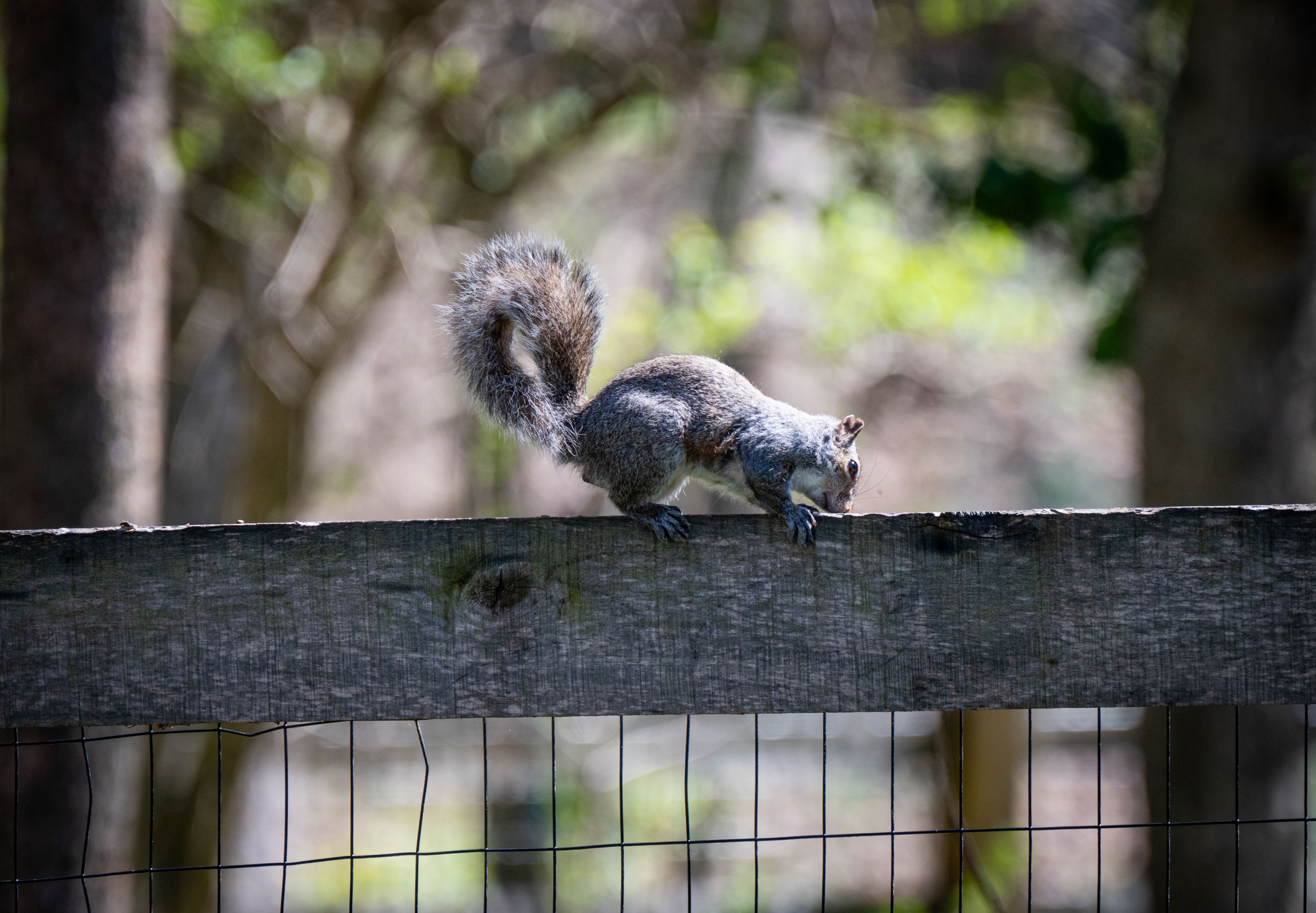 Balancing Animal Photos, Download The BEST Free Balancing Animal Stock ...