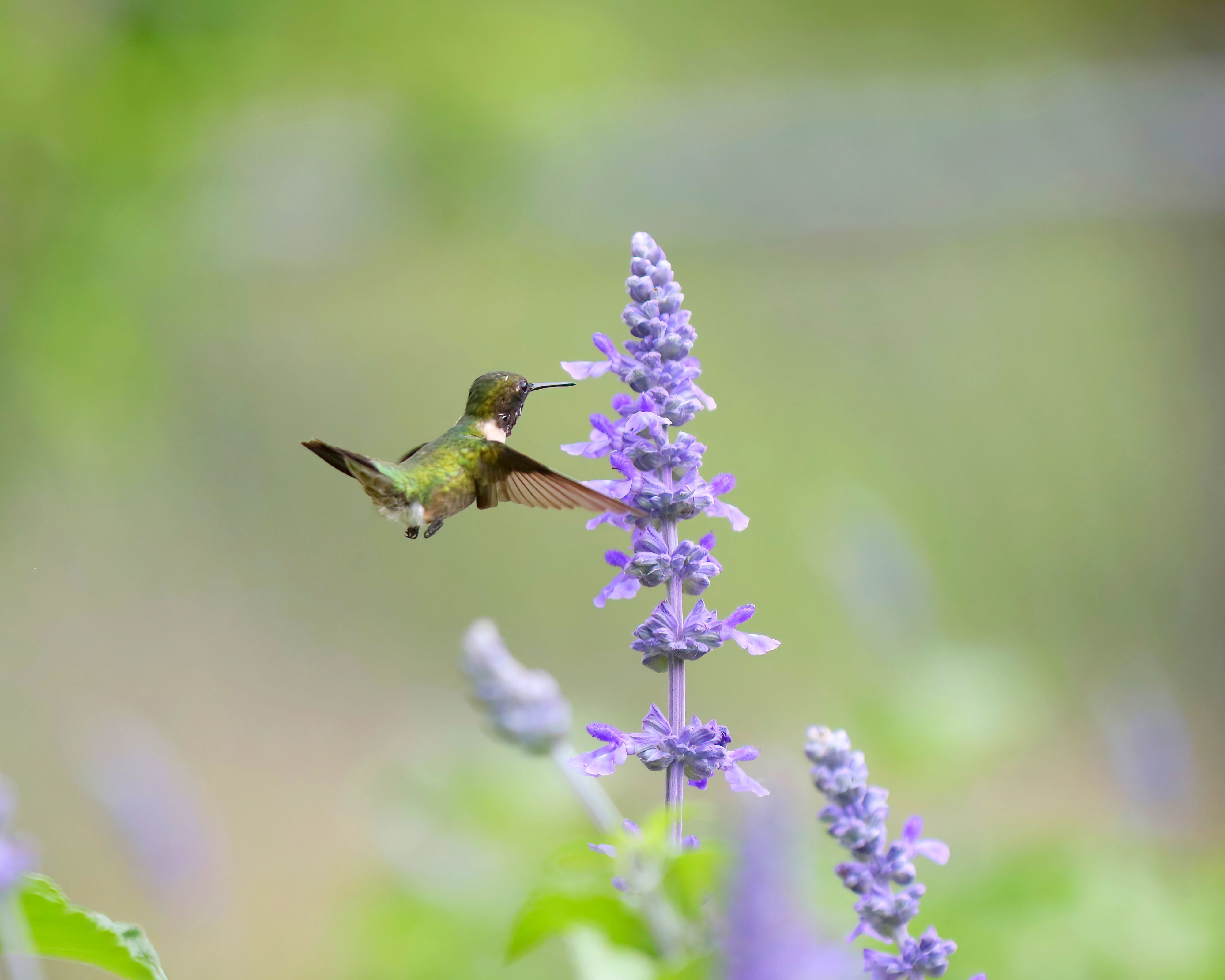 Elegant Hummingbird Feeding on Lavender Flowers · Free Stock Photo