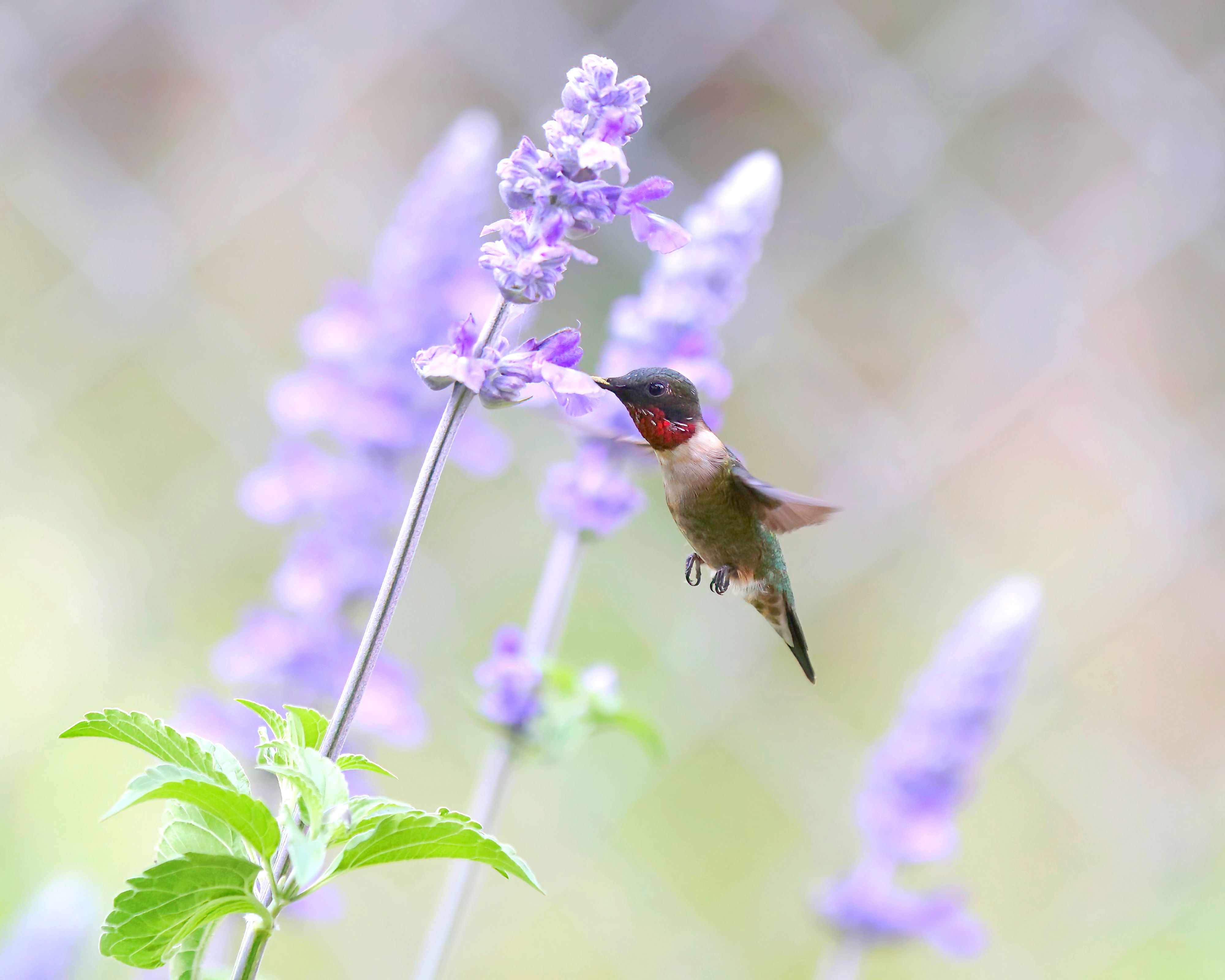Close-up of a Ruby-throated Hummingbird and Lavender · Free Stock Photo