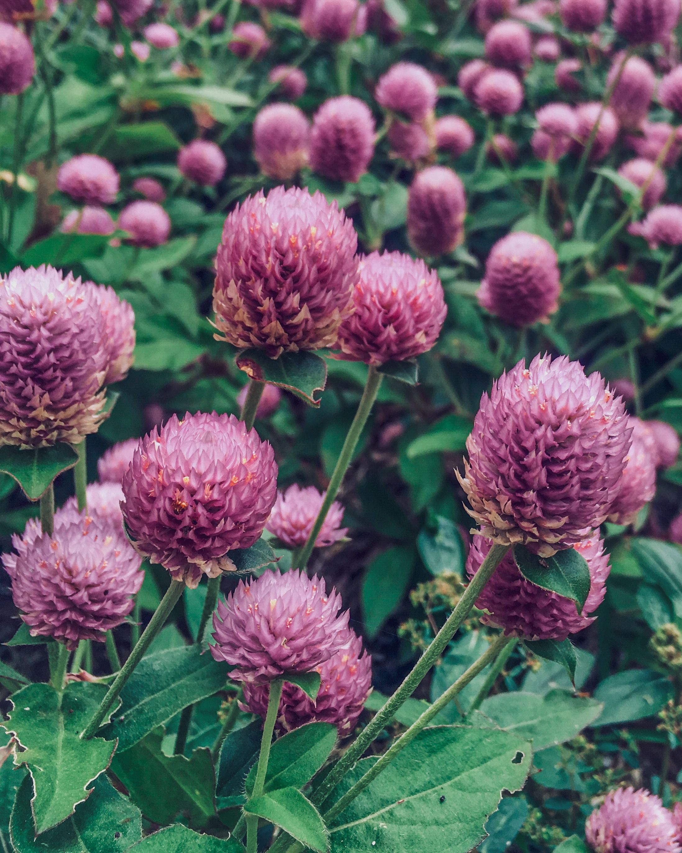 Vibrant Amaranth Flowers in Davao City · Free Stock Photo