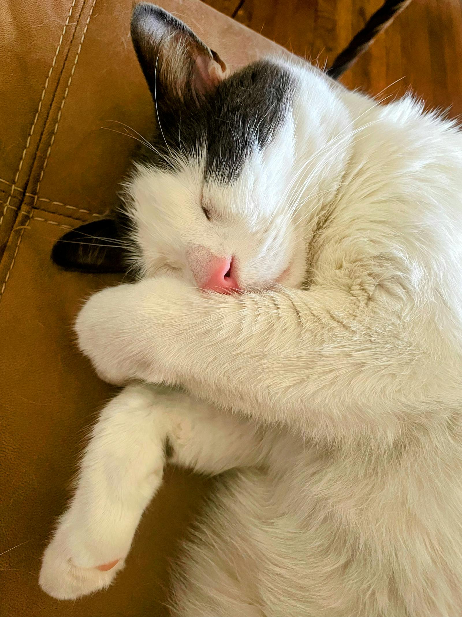 Sleep Apnea Photos, Download The BEST Free Sleep Apnea Stock Photos ...