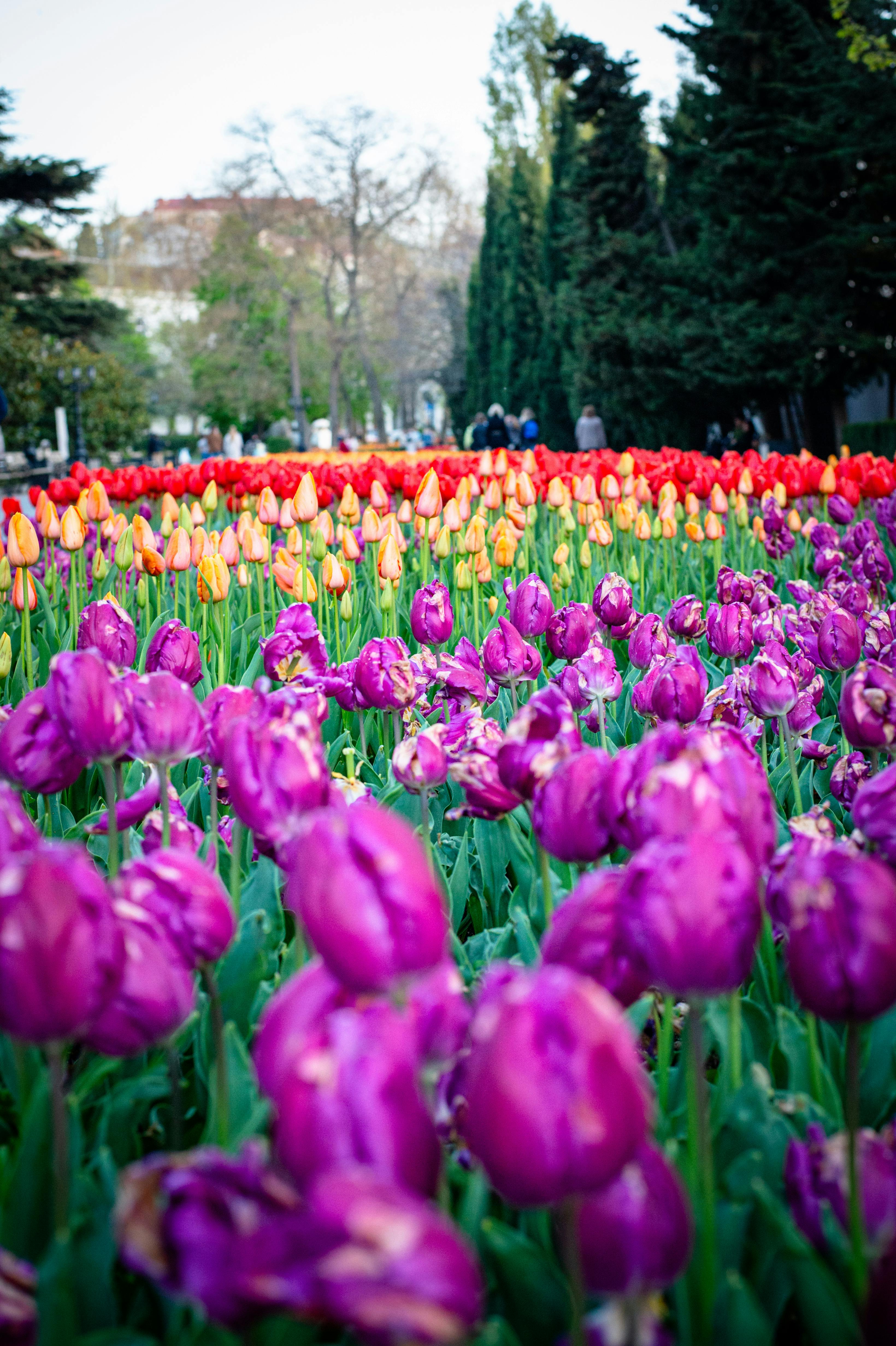 Vibrant Spring Tulip Garden in Bloom · Free Stock Photo
