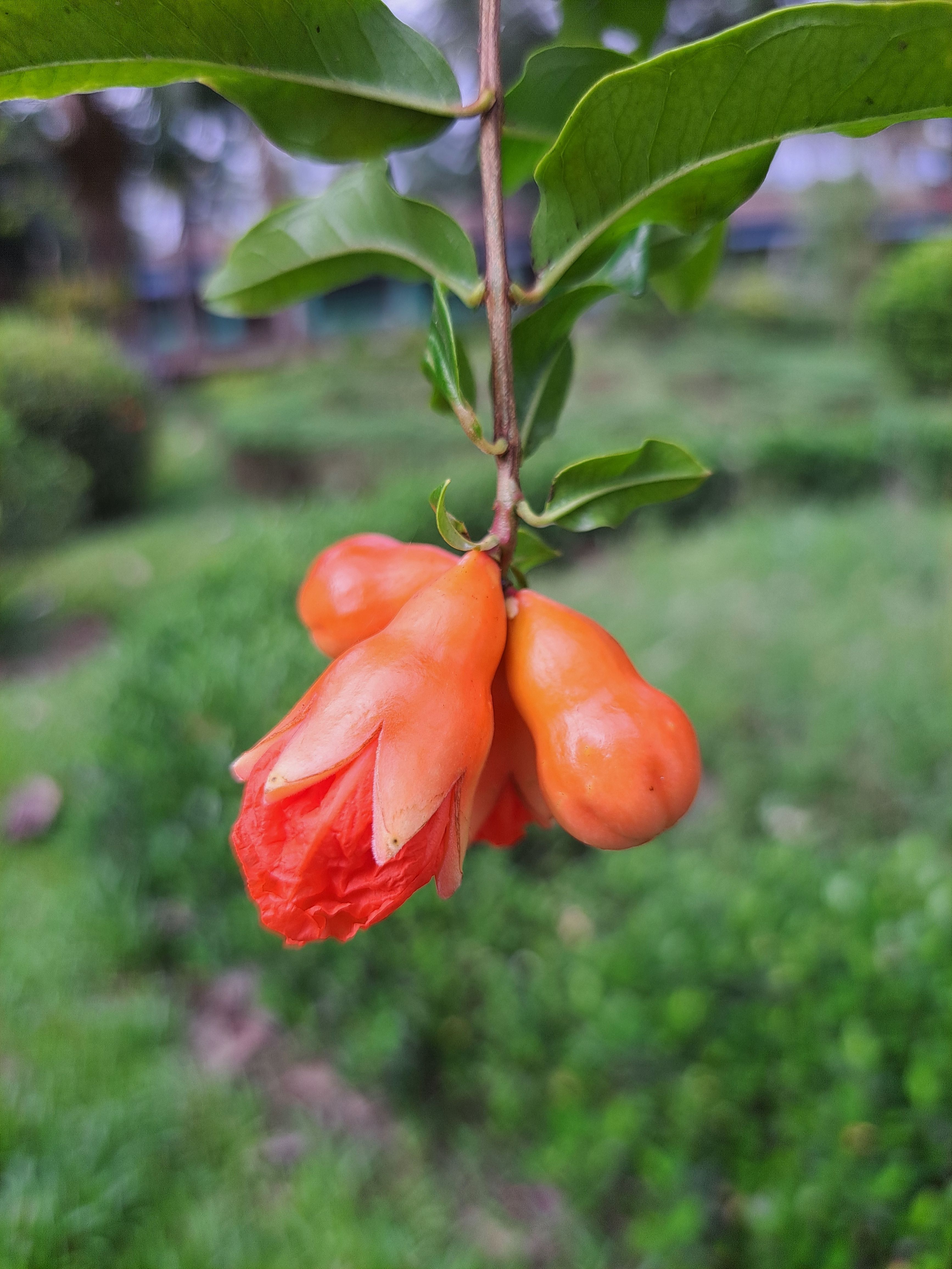 Bangladesh Fruit Photos, Download The BEST Free Bangladesh Fruit Stock ...