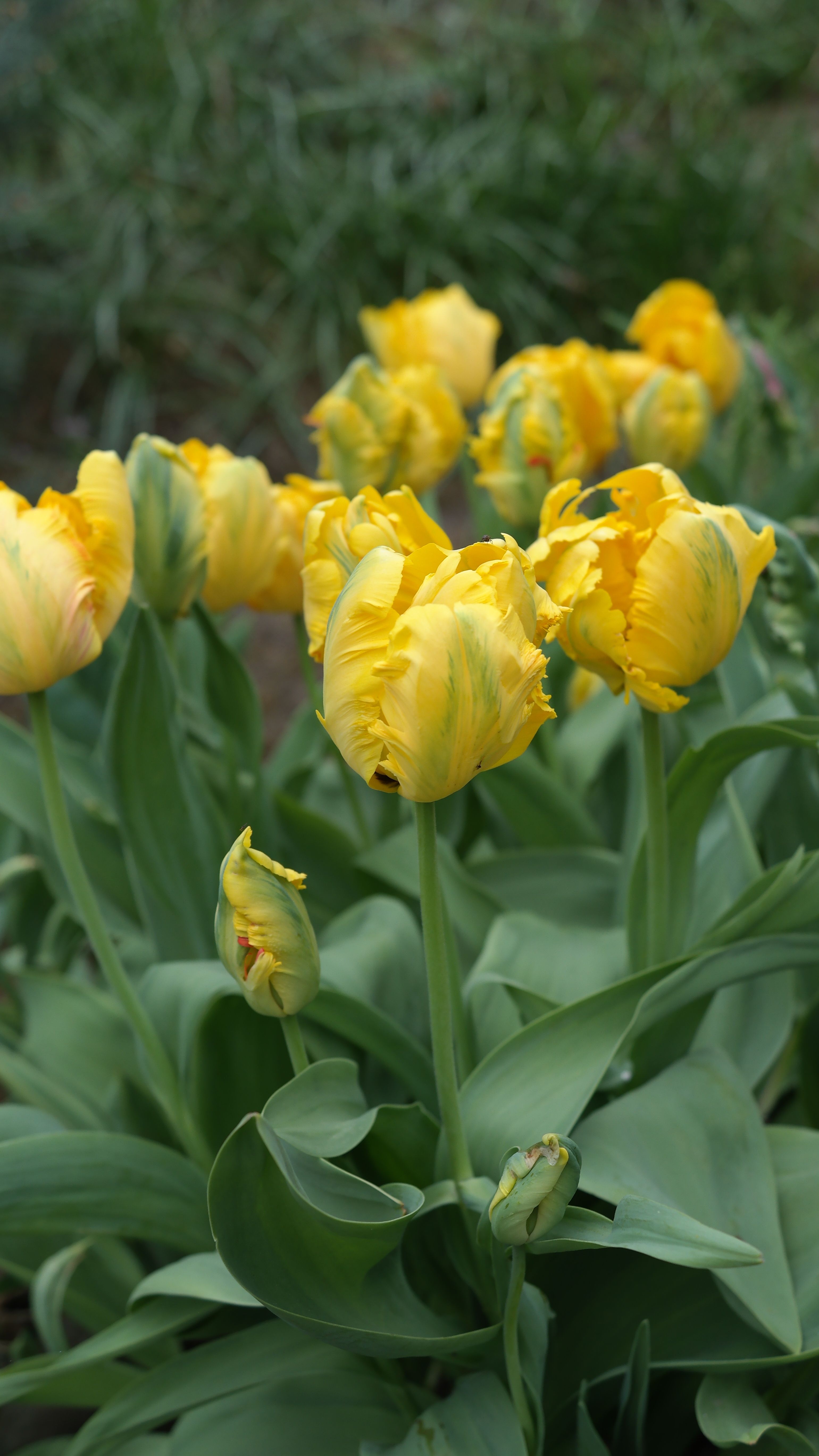 Vibrant Yellow Tulips in Spring Garden · Free Stock Photo