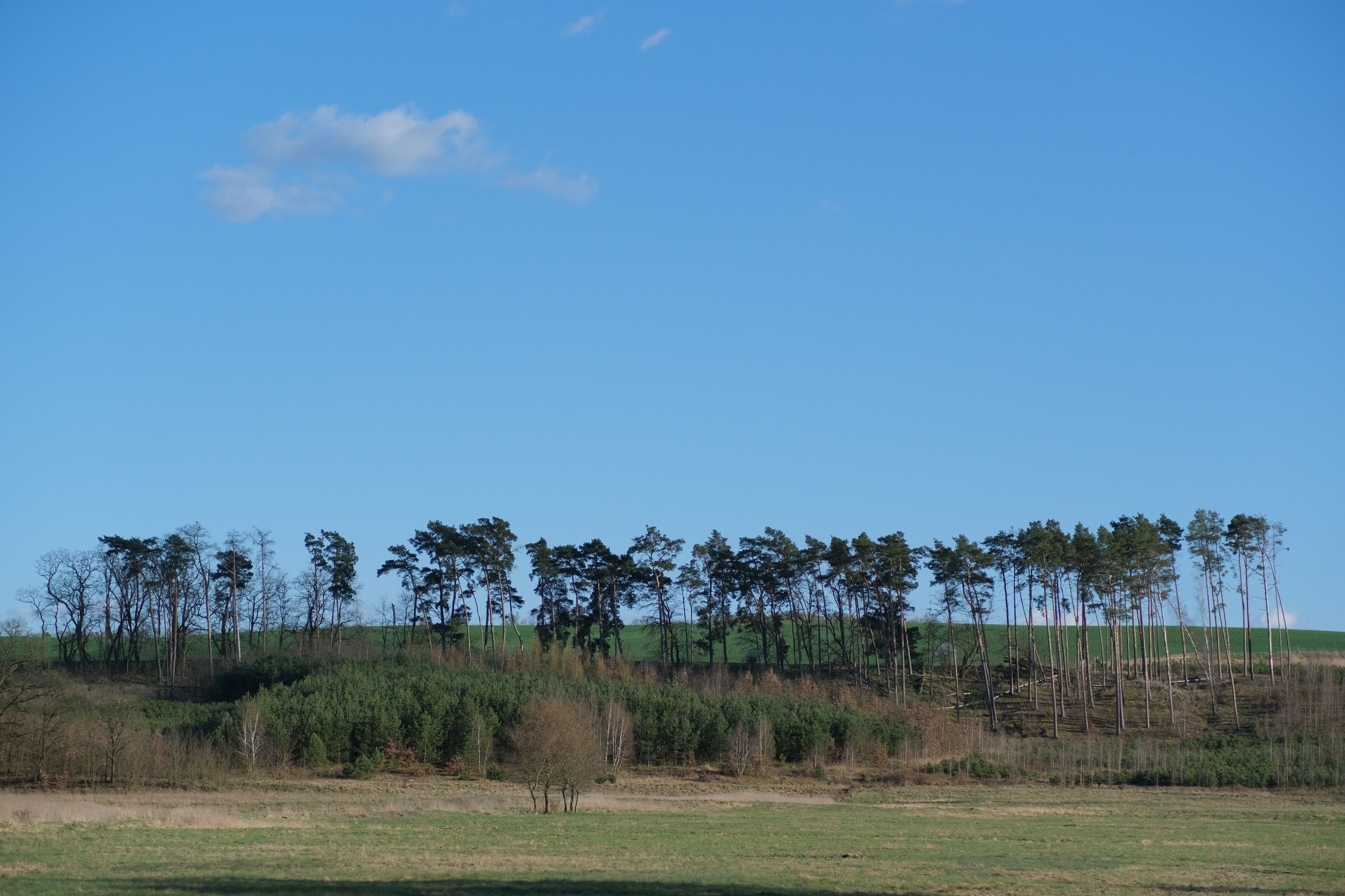 Scenic View of Pine Trees and Blue Sky · Free Stock Photo