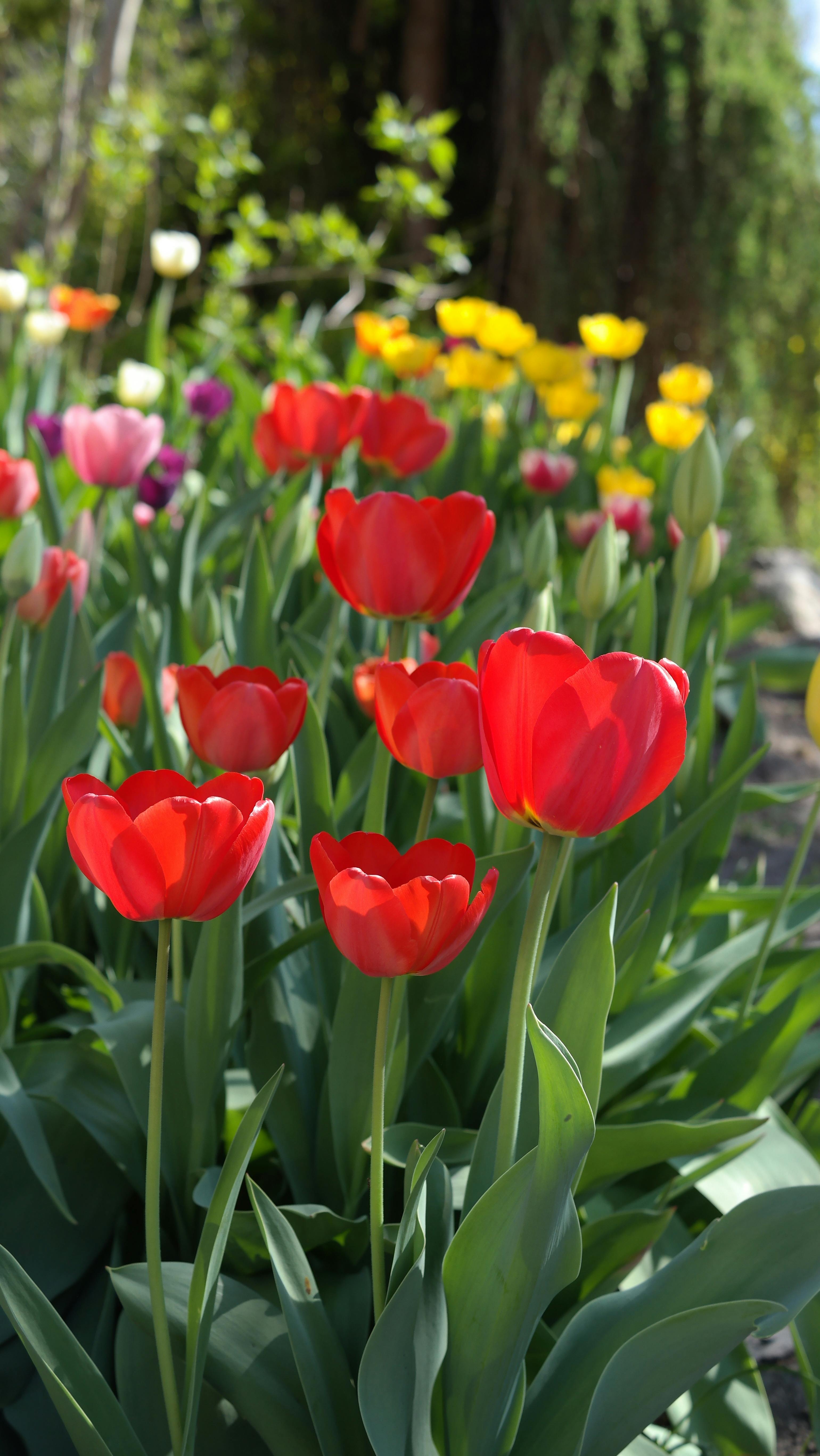 Vibrant Spring Tulip Garden in Bloom · Free Stock Photo
